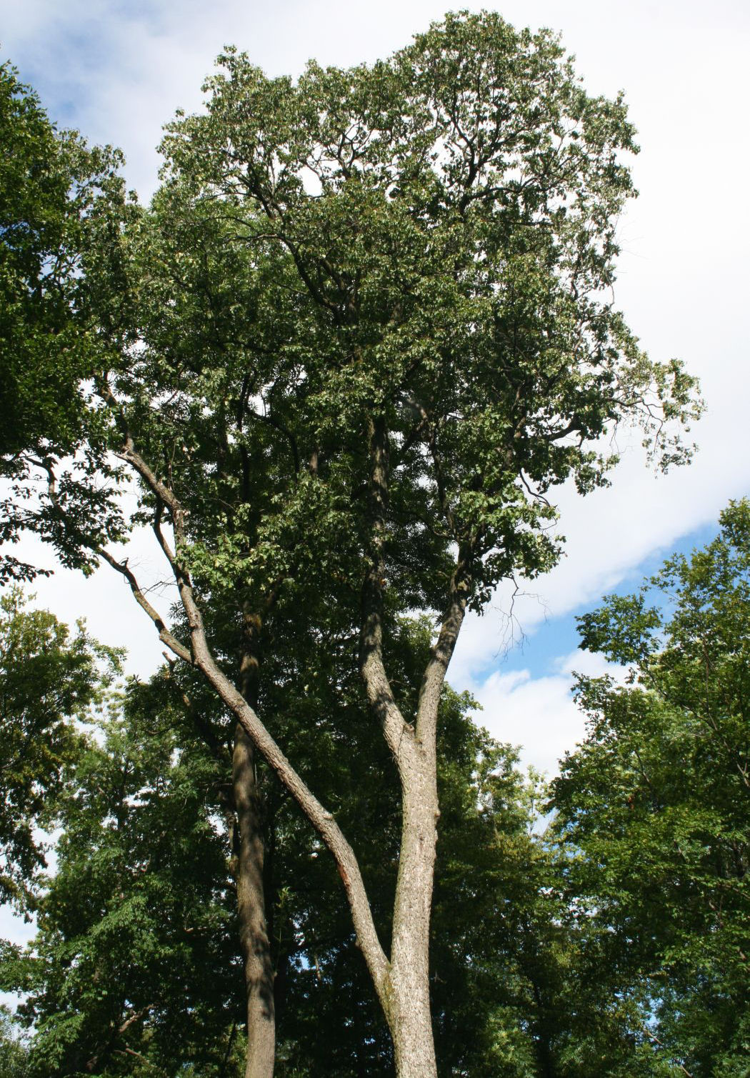 Service tree, wild : buy Service tree, wild / Sorbus torminalis