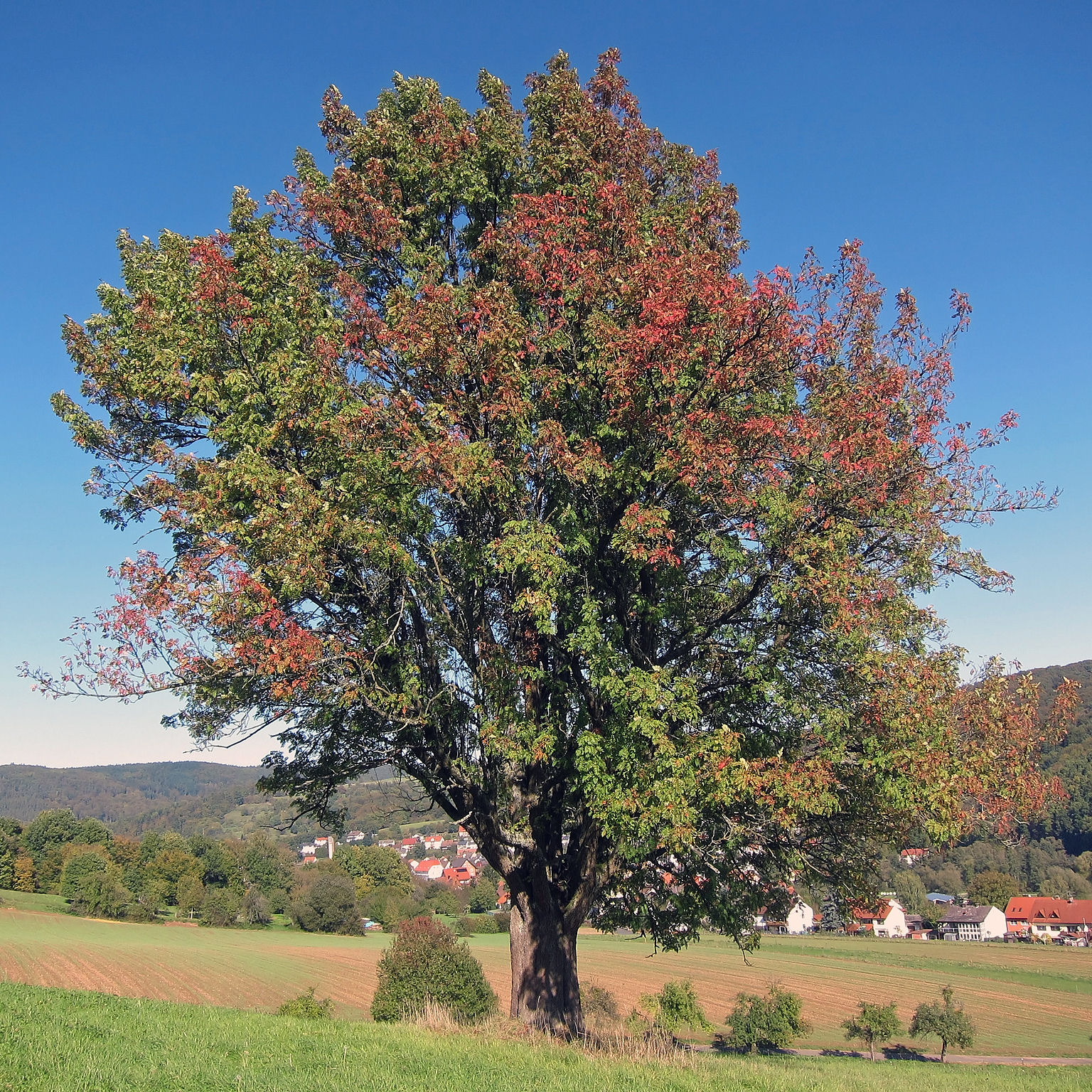 Service tree : buy Service tree / Sorbus domestica