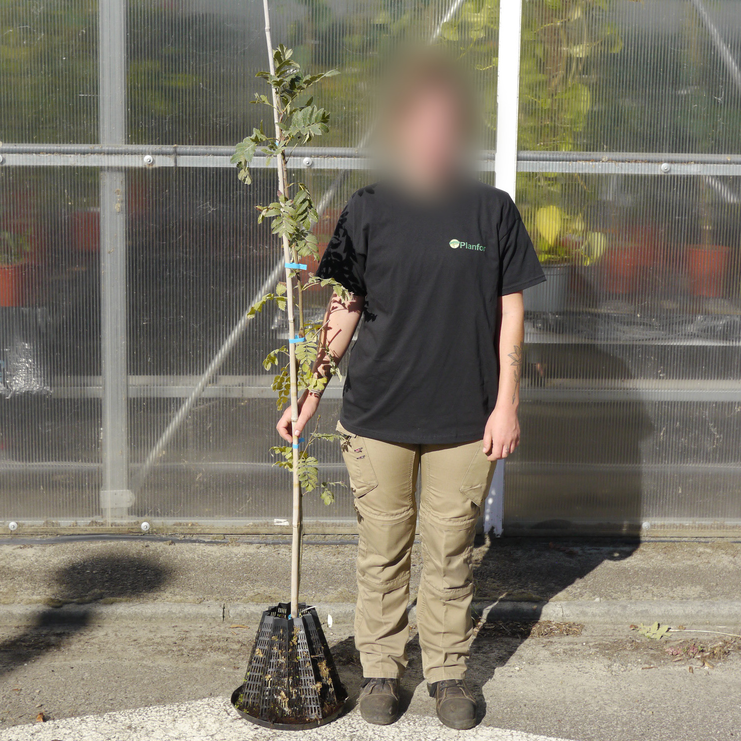 Service tree : buy Service tree / Sorbus domestica