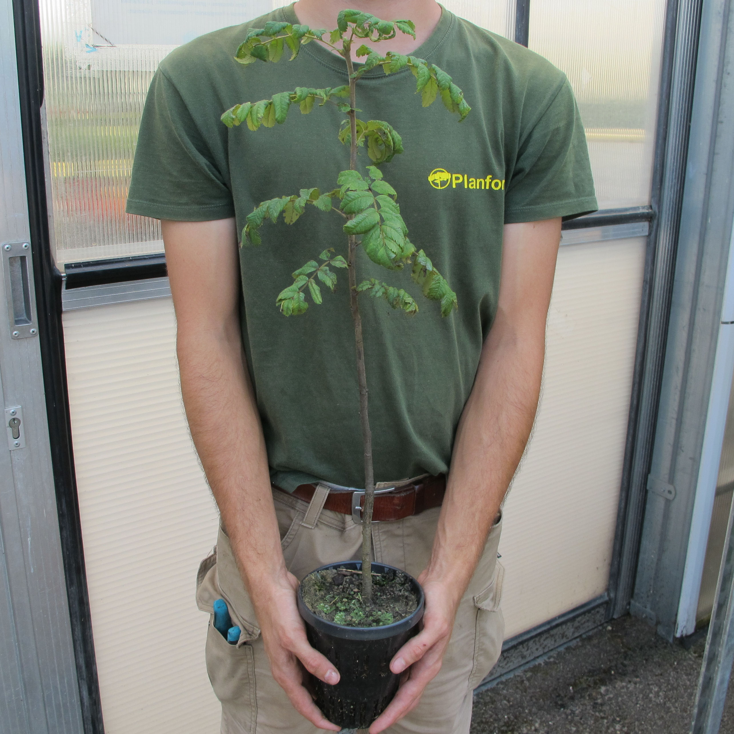 Service tree : buy Service tree / Sorbus domestica