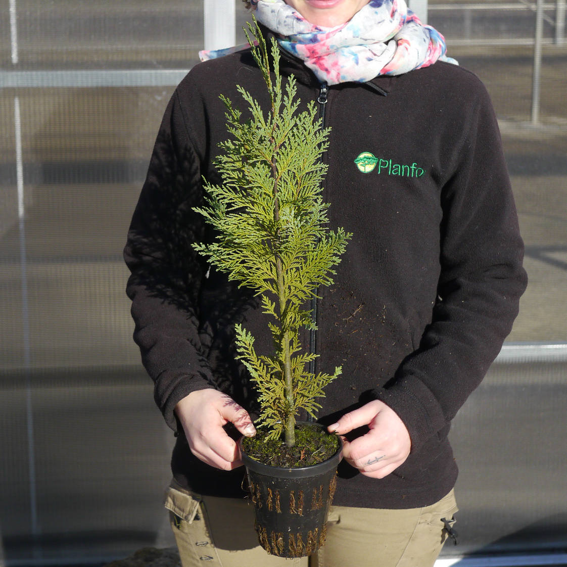 Cypress, Lawson : buy Cypress, Lawson / Chamaecyparis lawsoniana