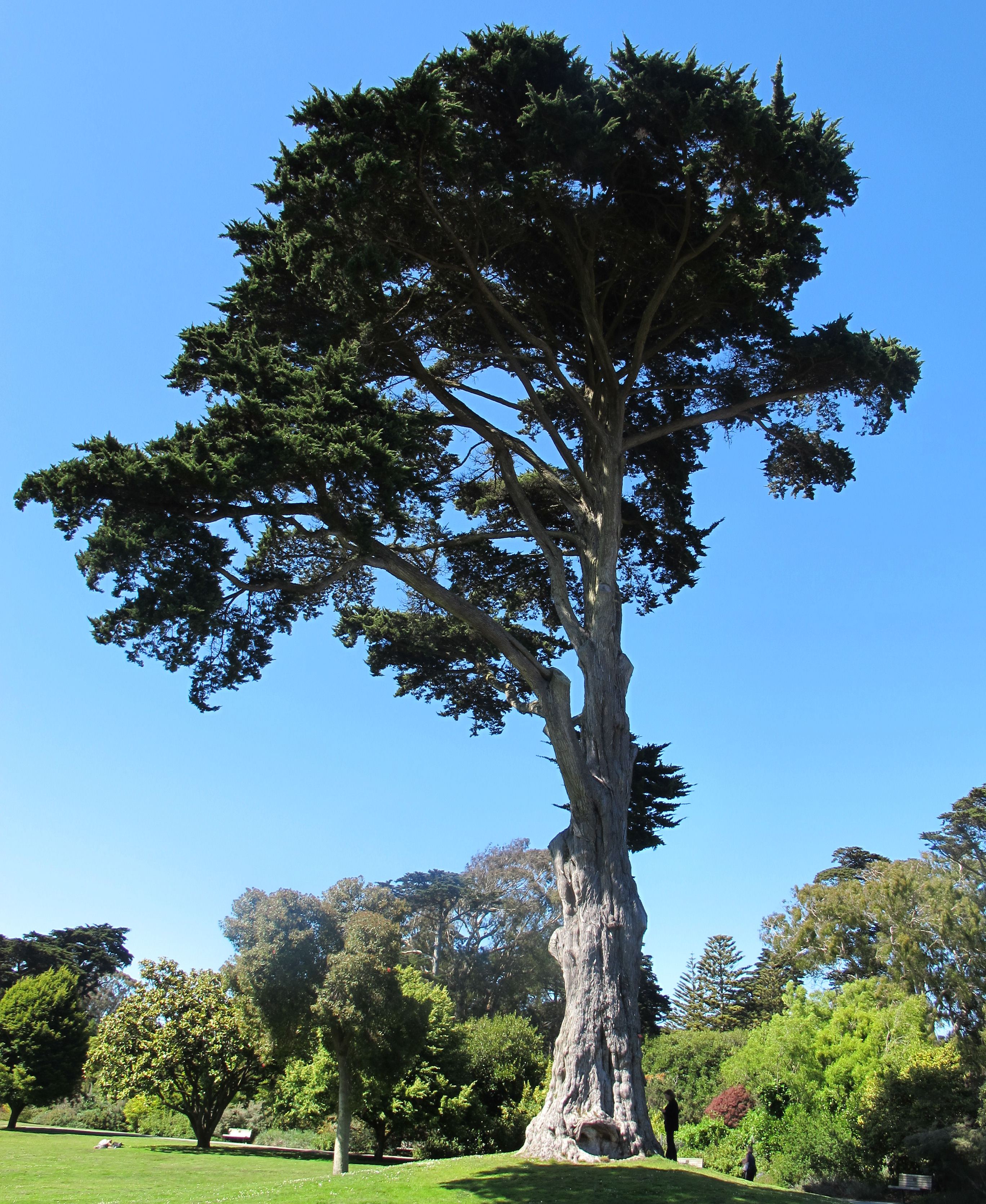 Cypress, Monterey : buy Cypress, Monterey / Cupressus macrocarpa