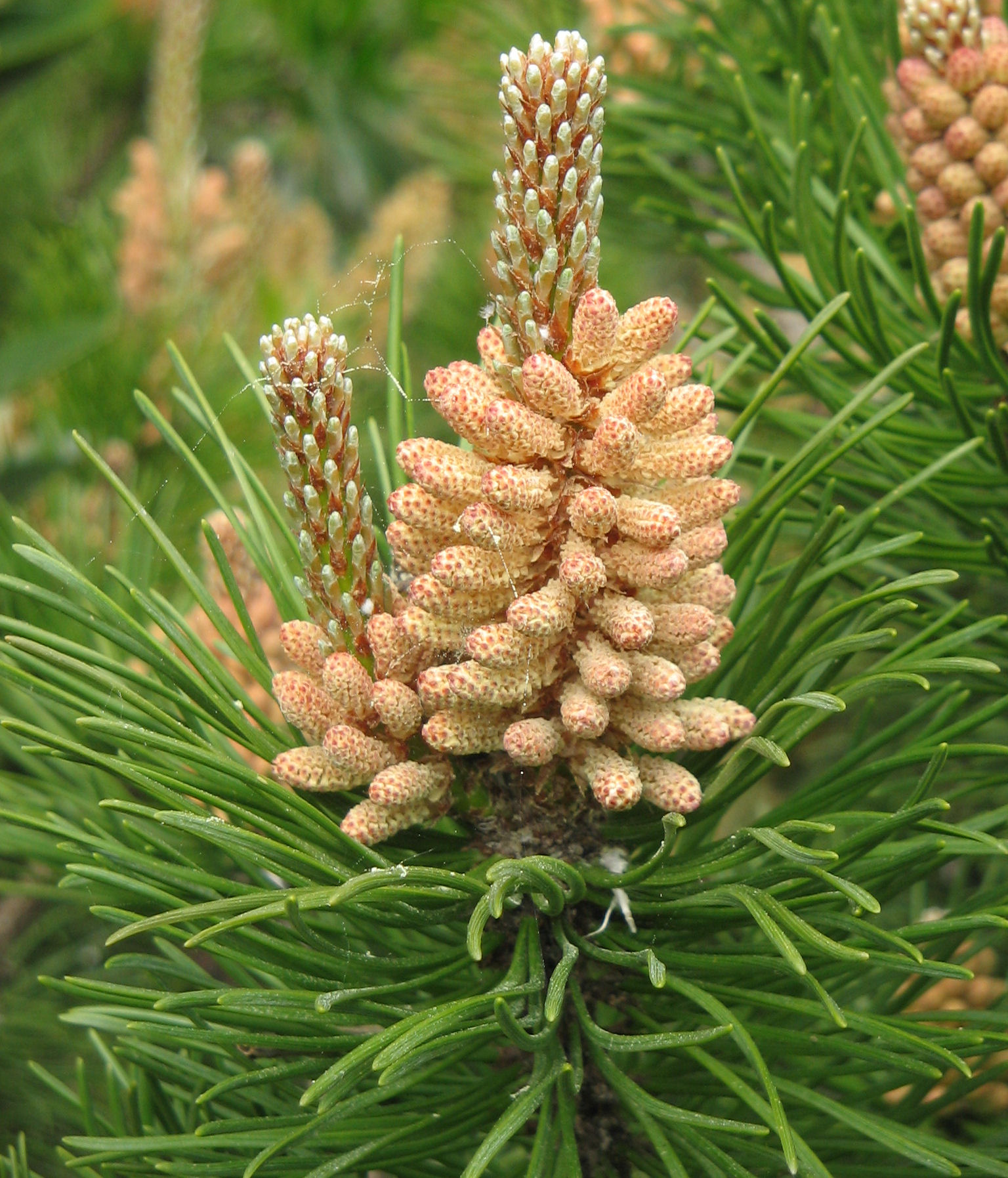 Pine, dwarf mugo mughus : buy Pine, dwarf mugo mughus / Pinus mugo mughus