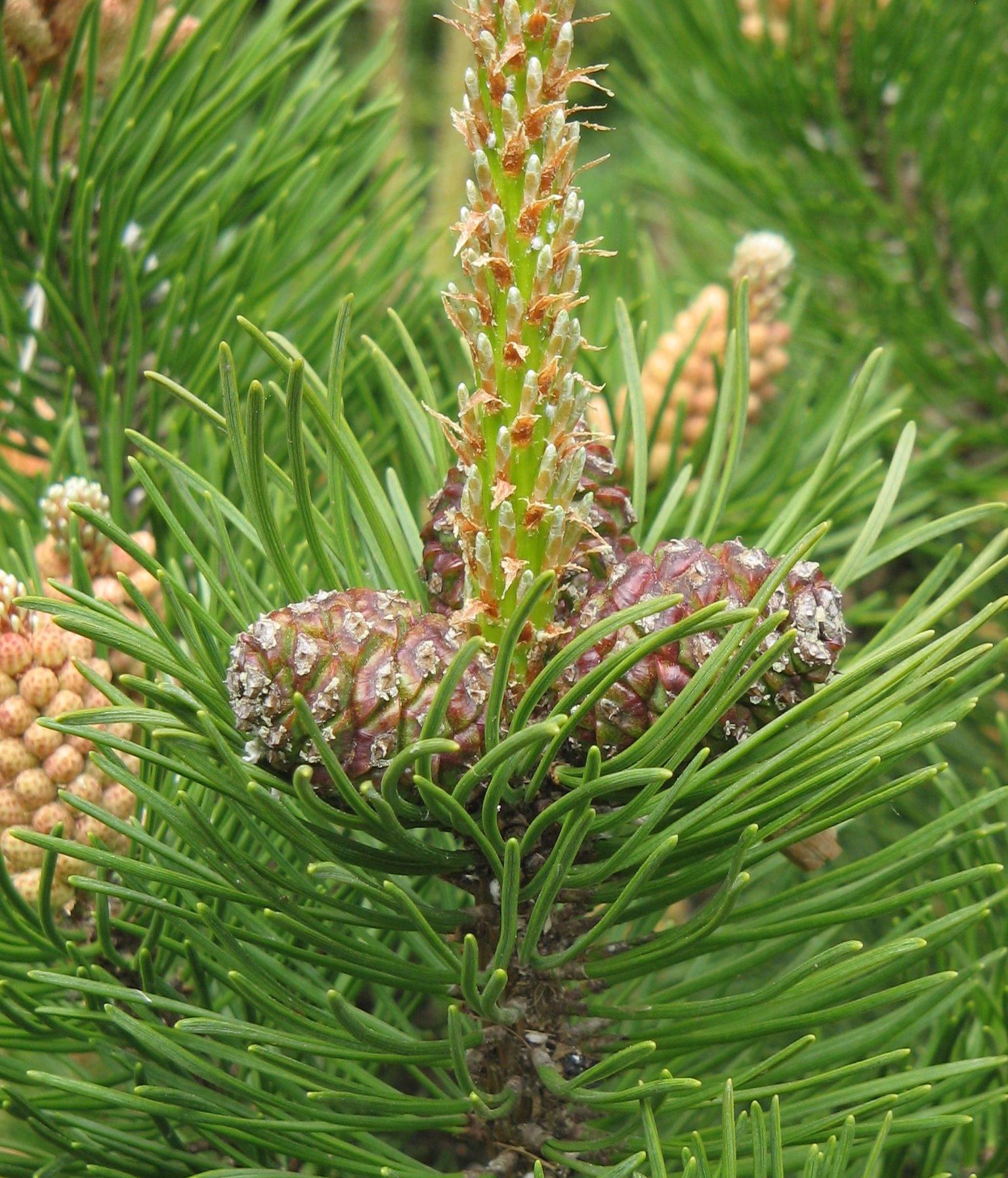 Pine, dwarf mugo mughus : buy Pine, dwarf mugo mughus / Pinus mugo mughus
