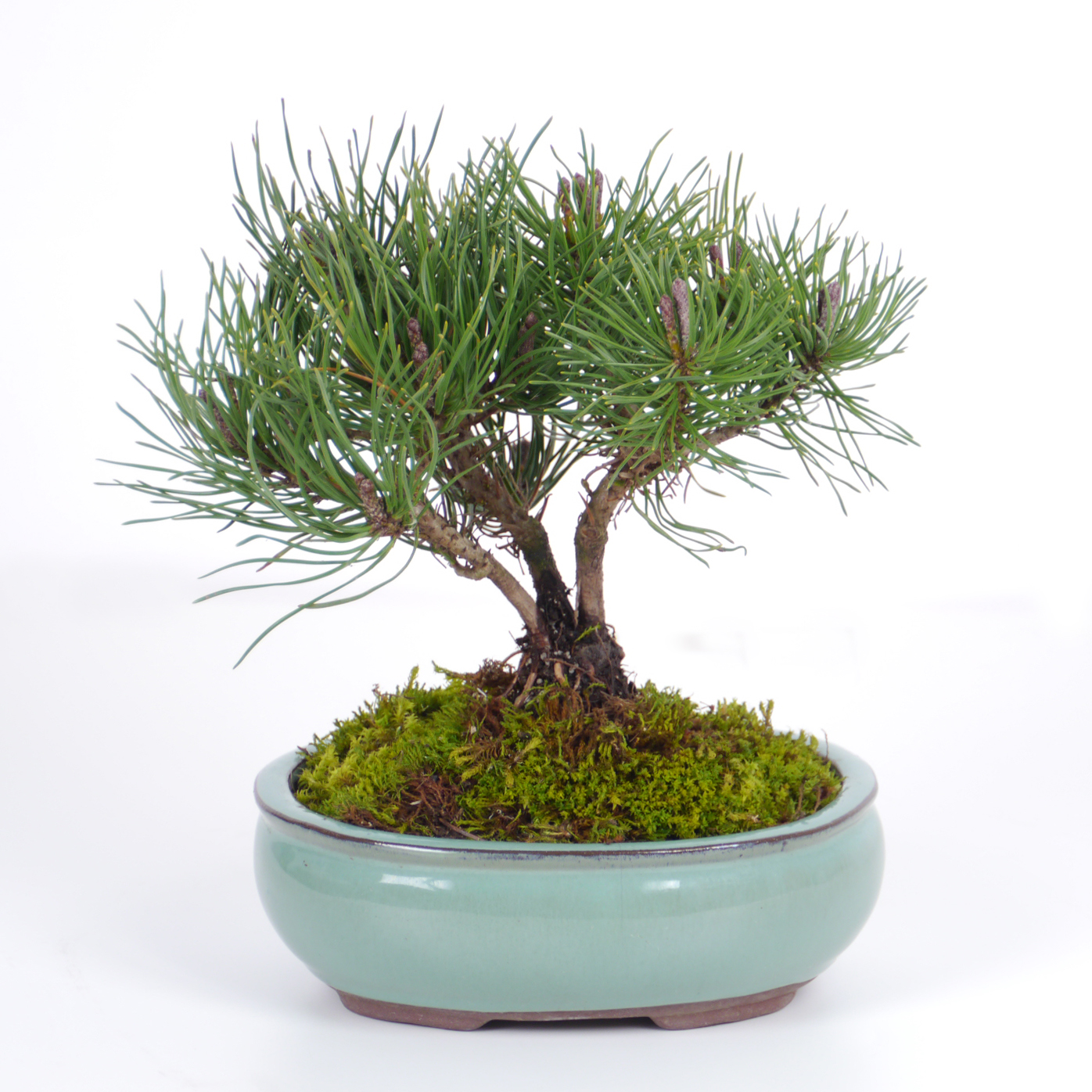 Pine, dwarf mugo mughus : buy Pine, dwarf mugo mughus / Pinus mugo mughus