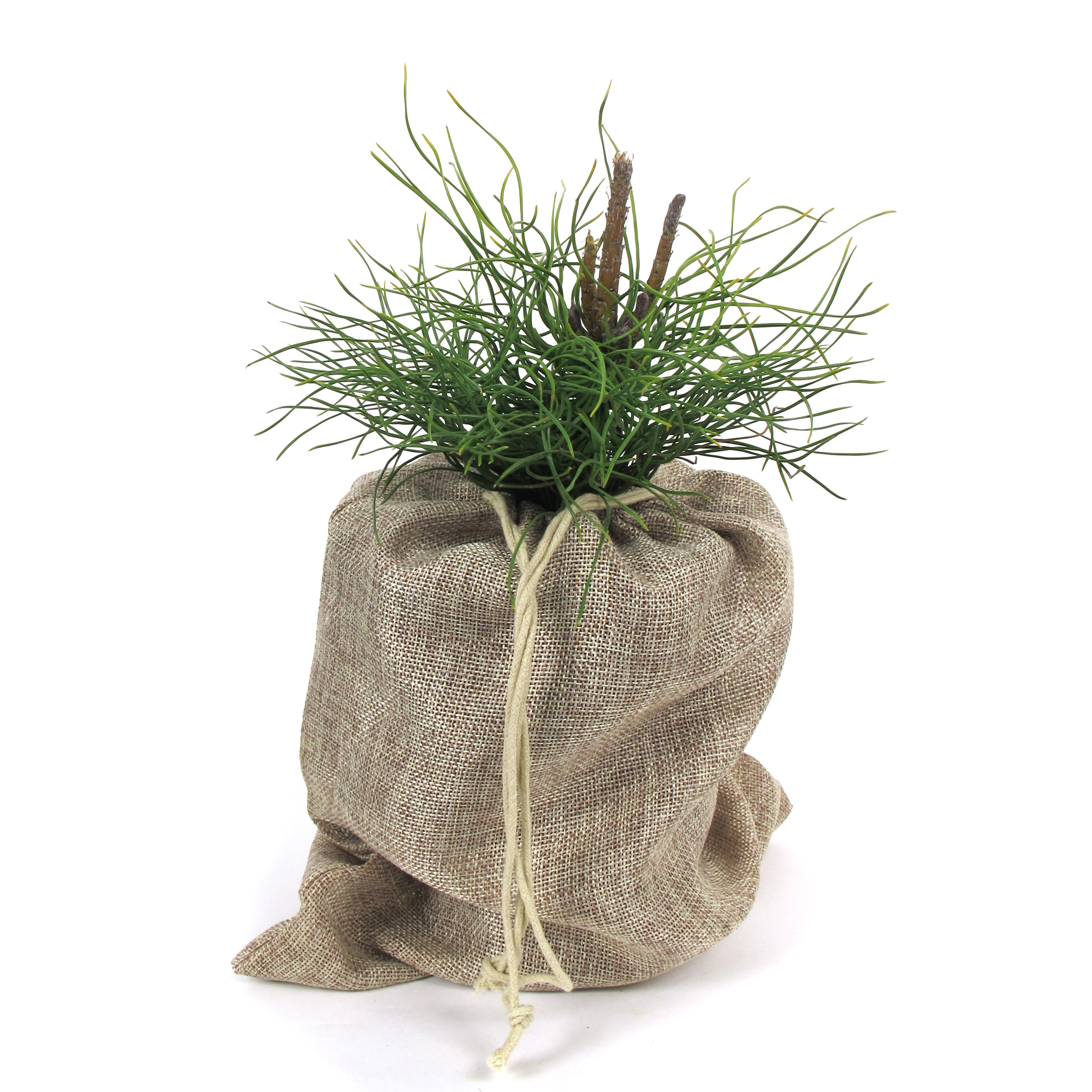Pine, dwarf mugo mughus : buy Pine, dwarf mugo mughus / Pinus mugo mughus