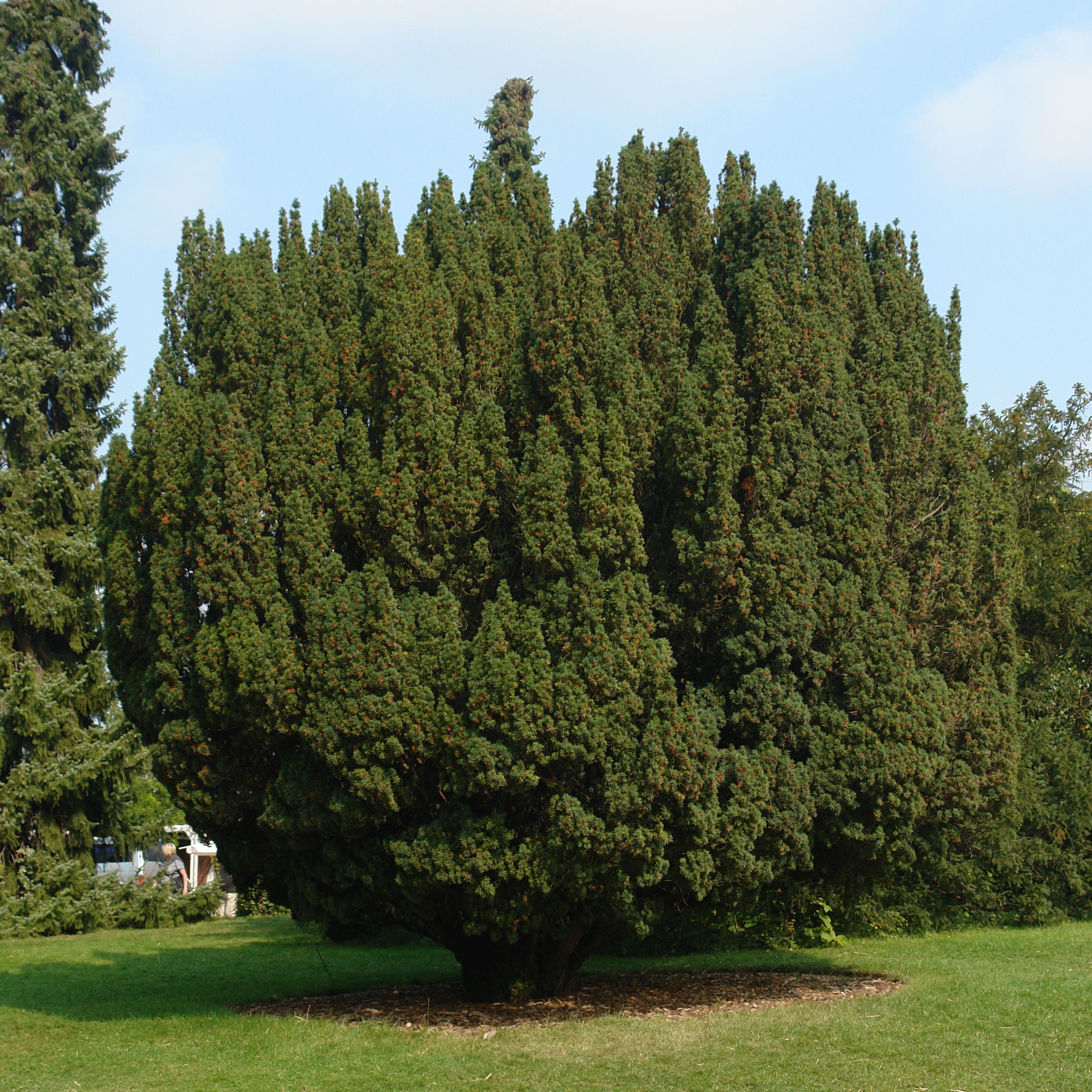 Yew, common : buy Yew, common / Taxus baccata