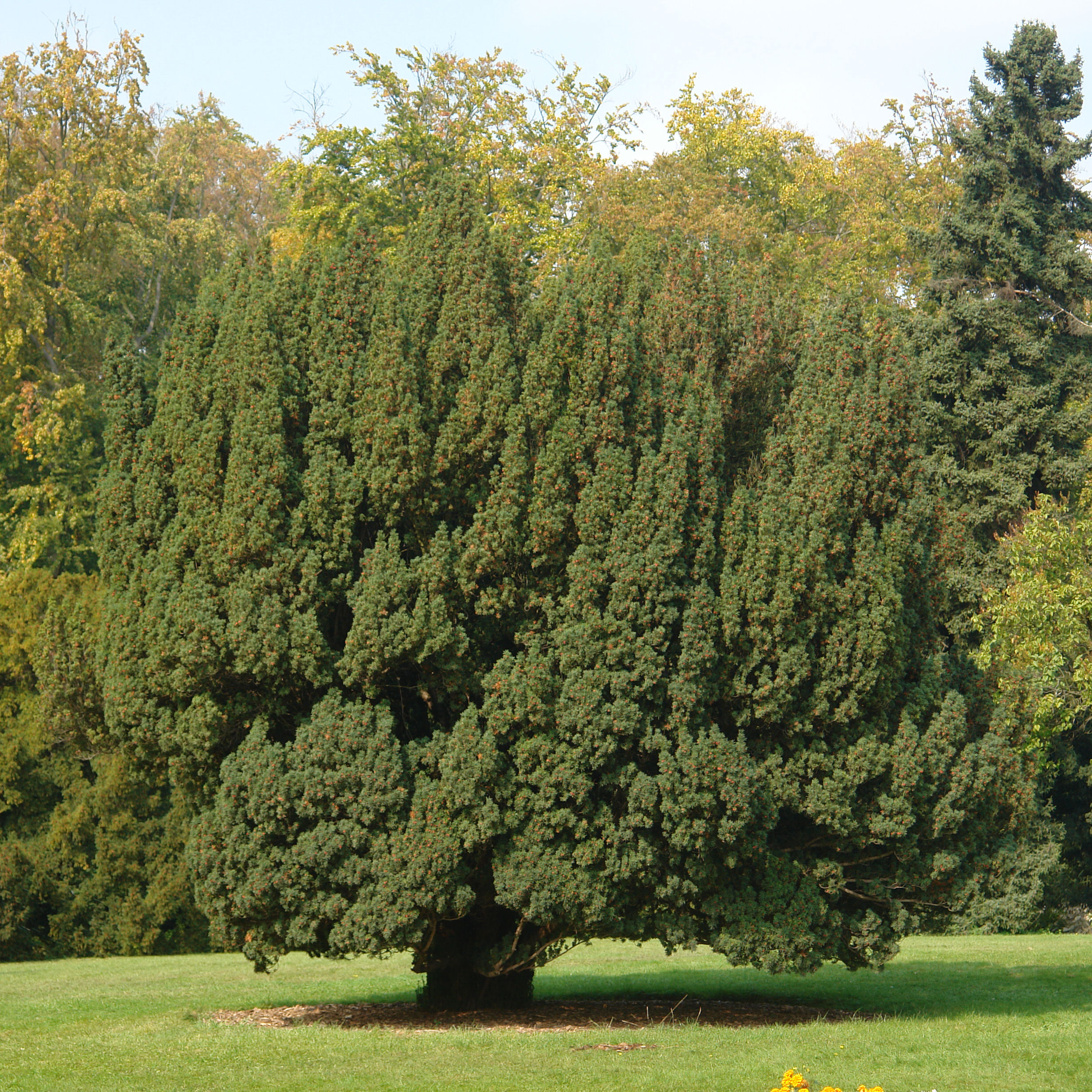 Yew, common : buy Yew, common / Taxus baccata