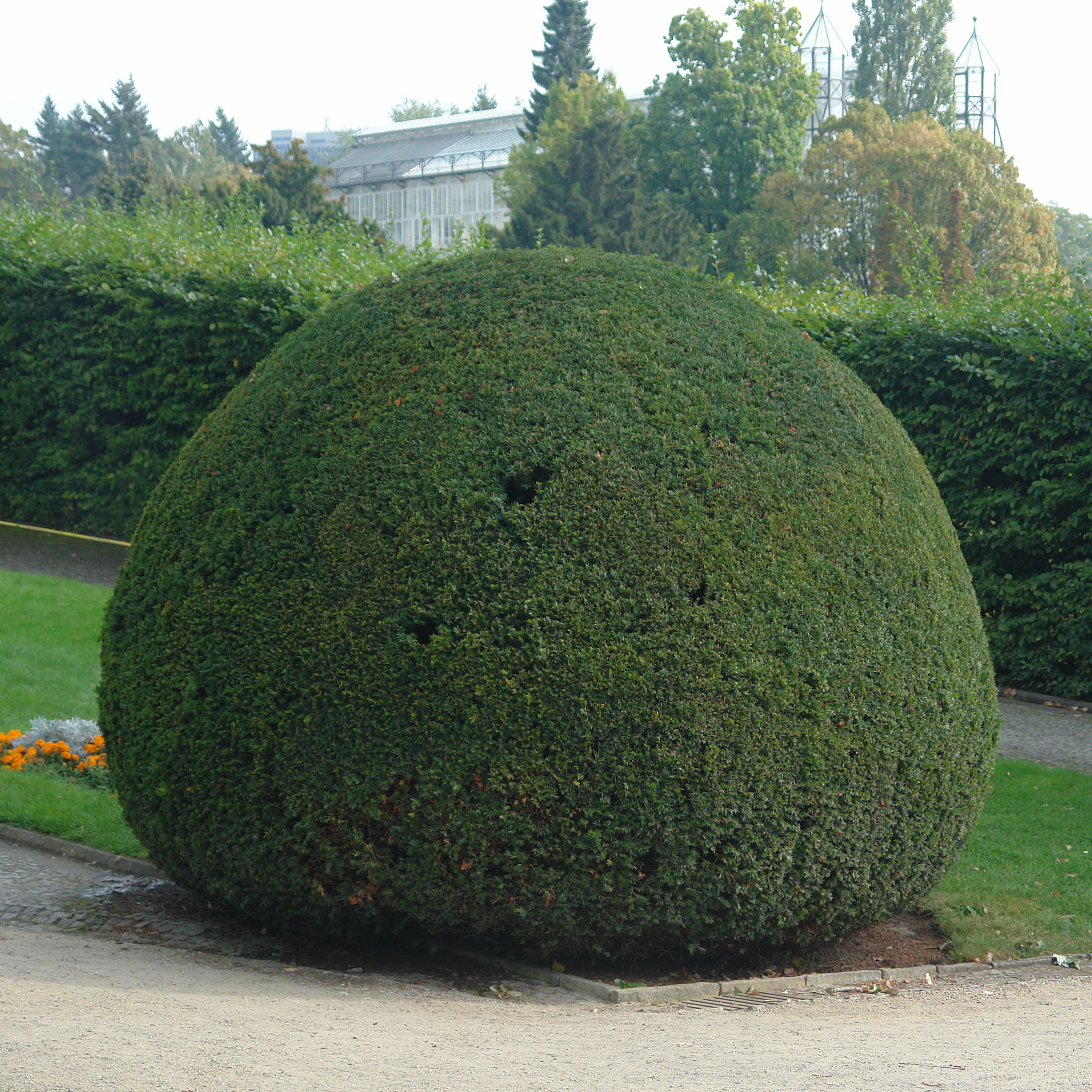 Yew, common : buy Yew, common / Taxus baccata