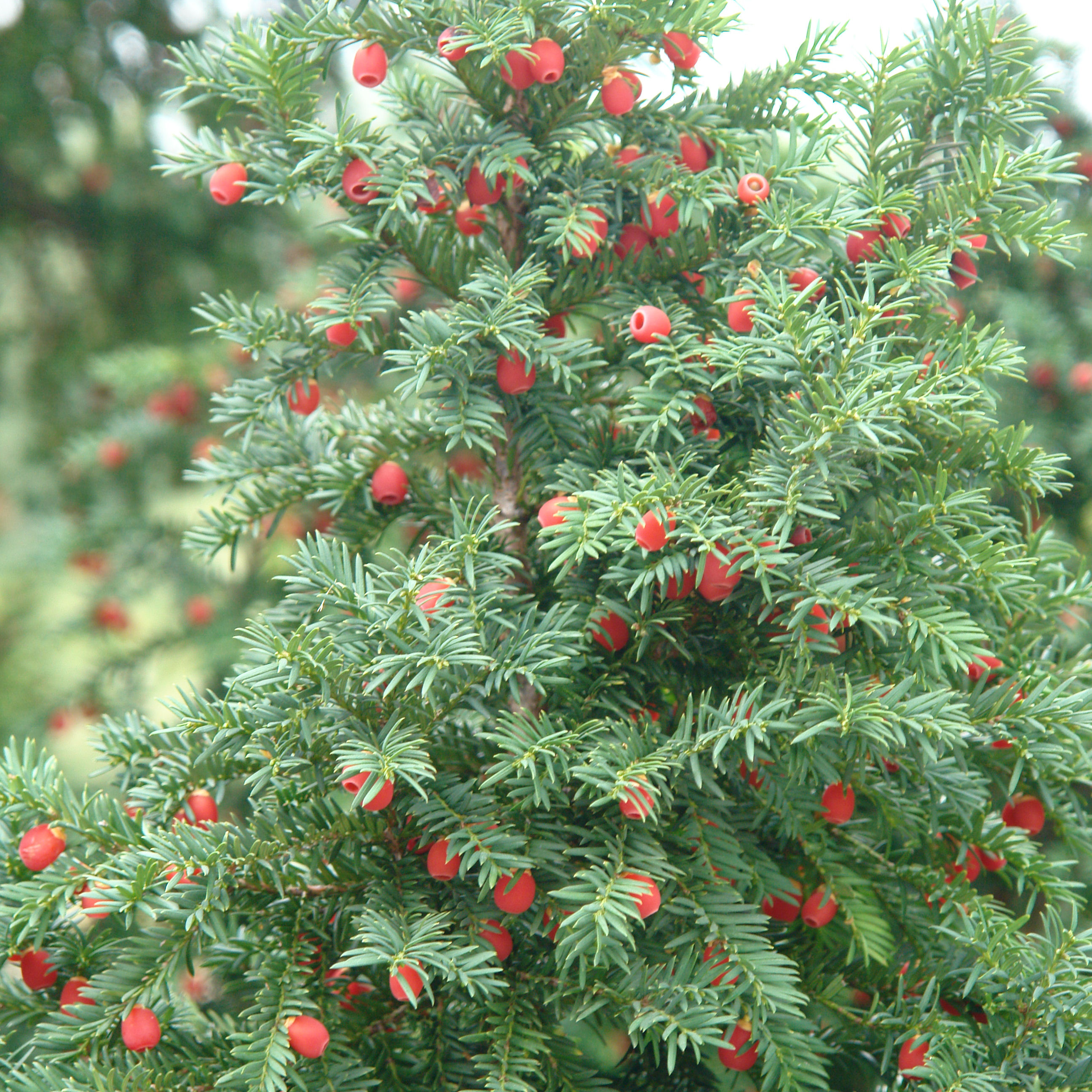 Yew, common : buy Yew, common / Taxus baccata
