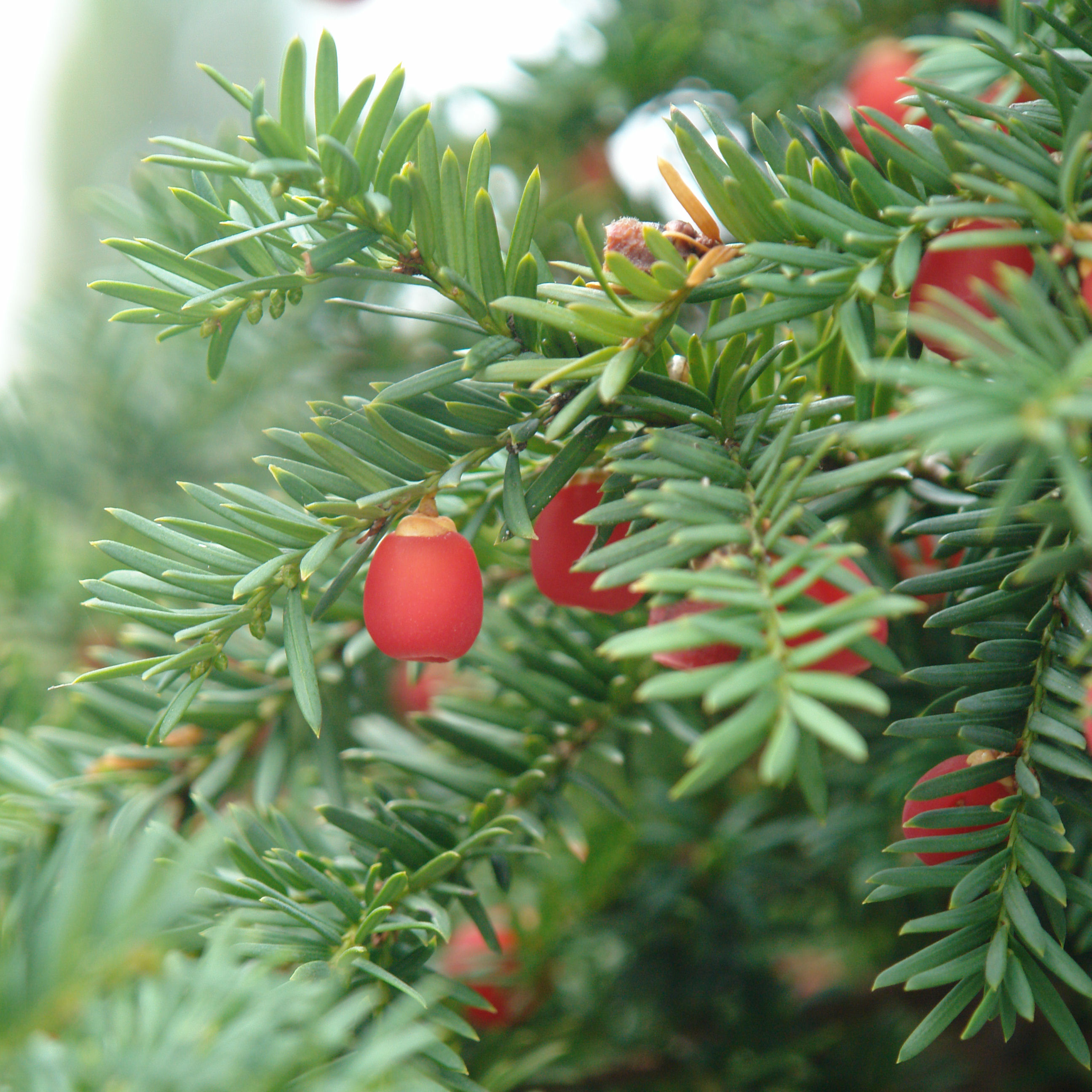Yew, common : buy Yew, common / Taxus baccata