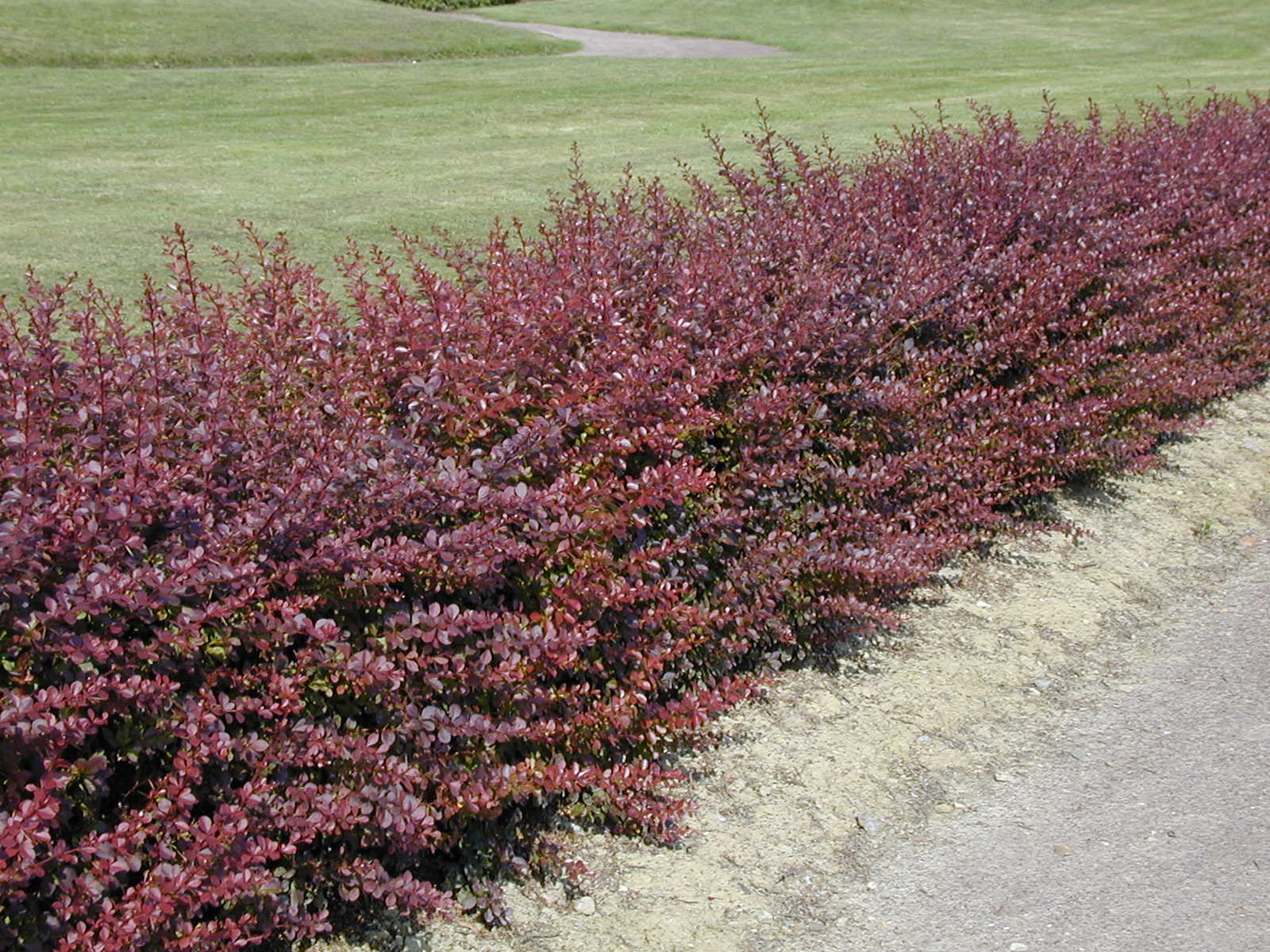 Barberry, red Japanese : buy Barberry, red Japanese / Berberis ...