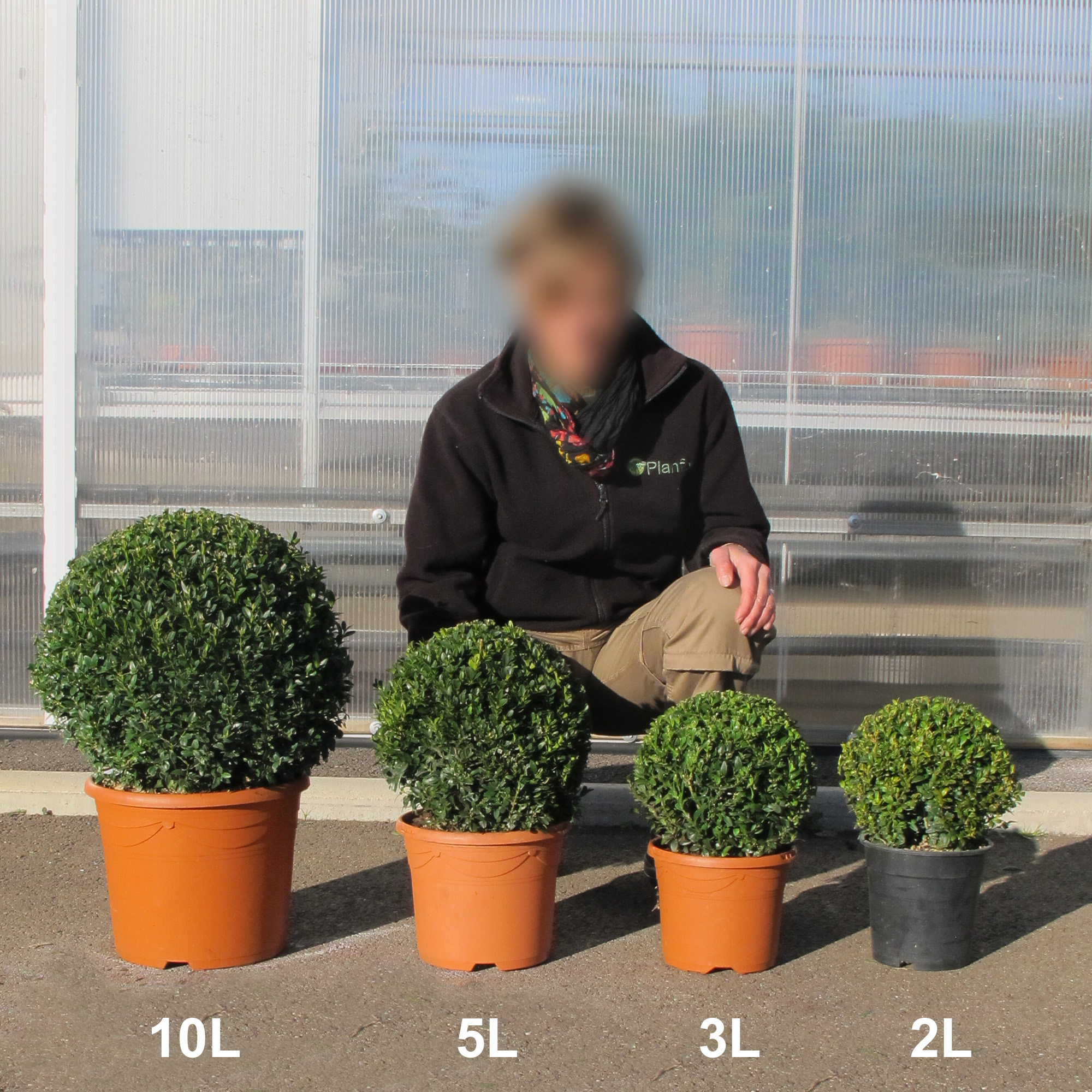 Box, ball : buy Box, ball / Buxus boule ball bola