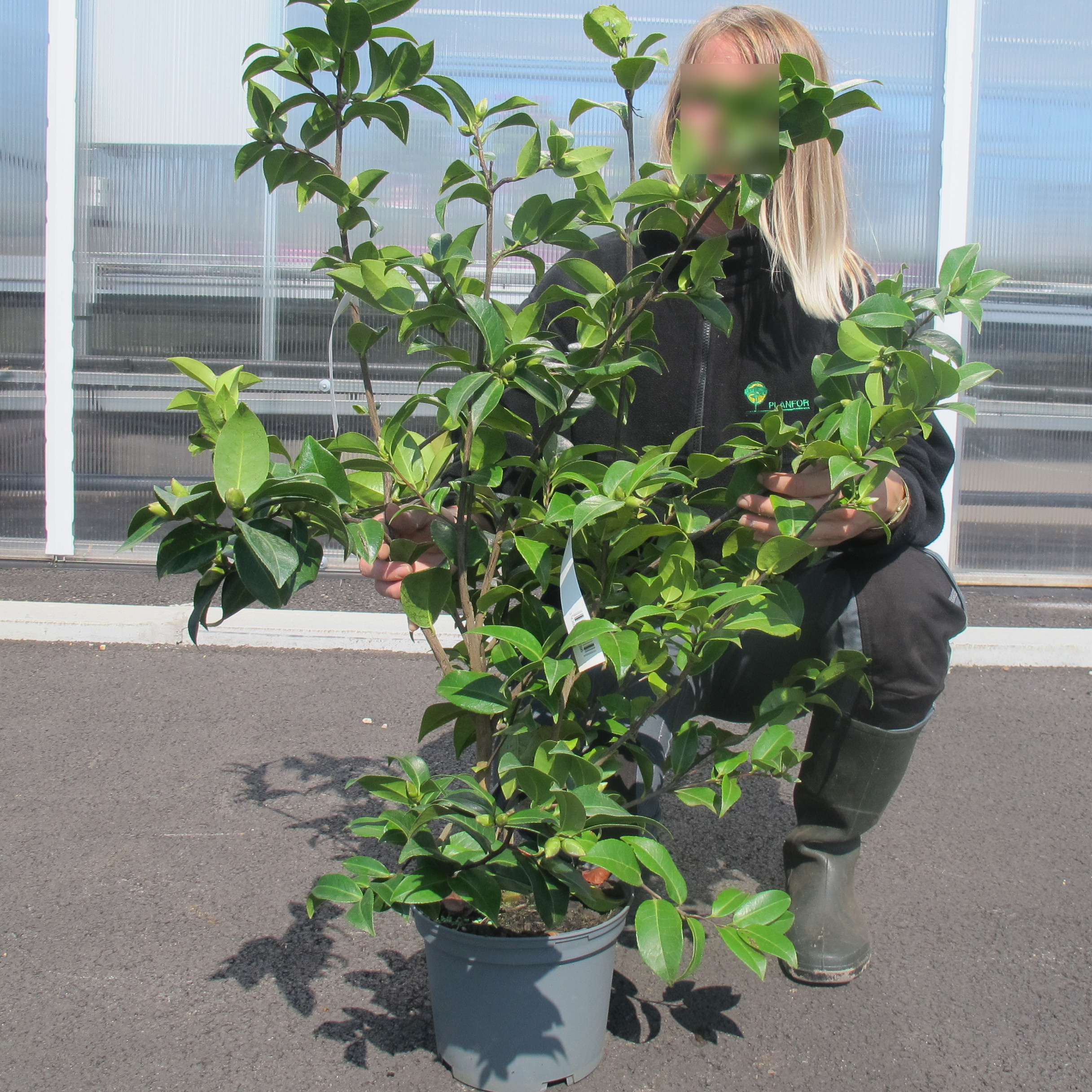 Japanese Camellia 'Debbie' : buy Japanese Camellia 'Debbie' / Camellia ...