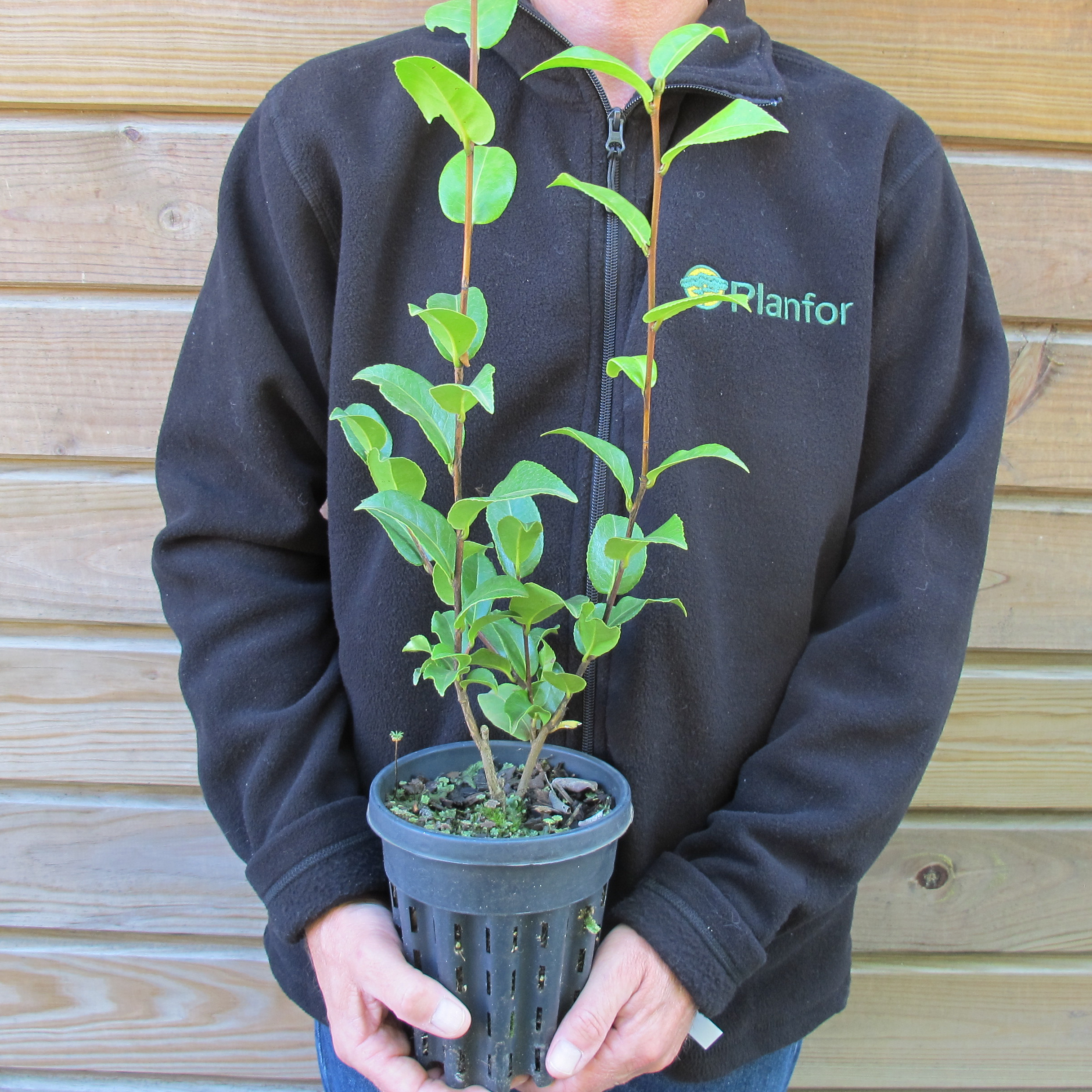 Japanese Camellia 'Debbie' : buy Japanese Camellia 'Debbie' / Camellia ...