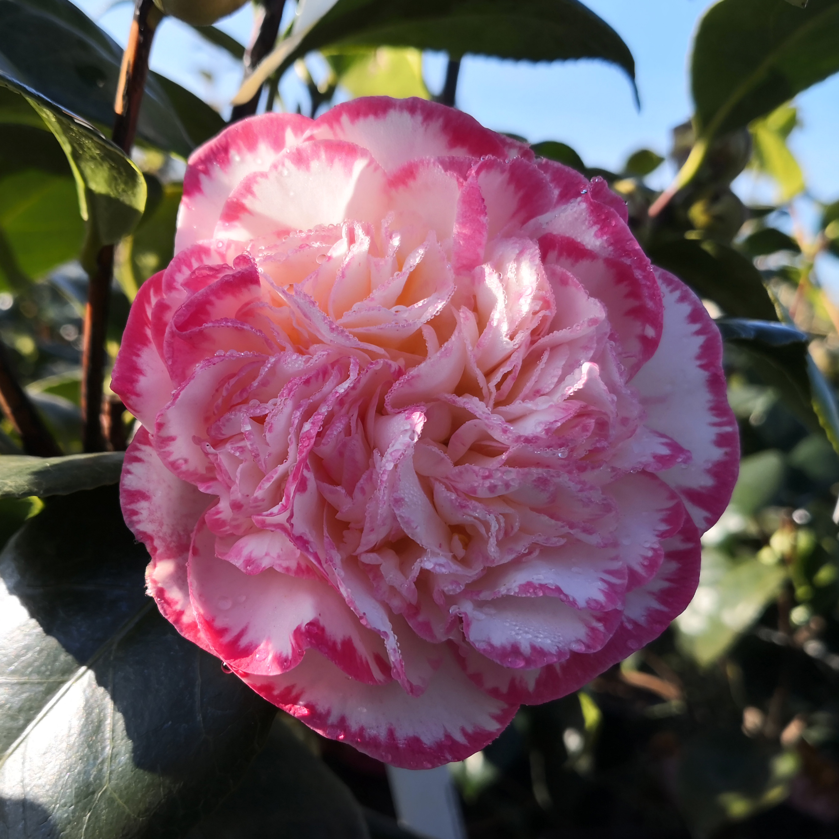 Japanese Camellia 'Margaret Davis' : buy Japanese Camellia 'Margaret ...