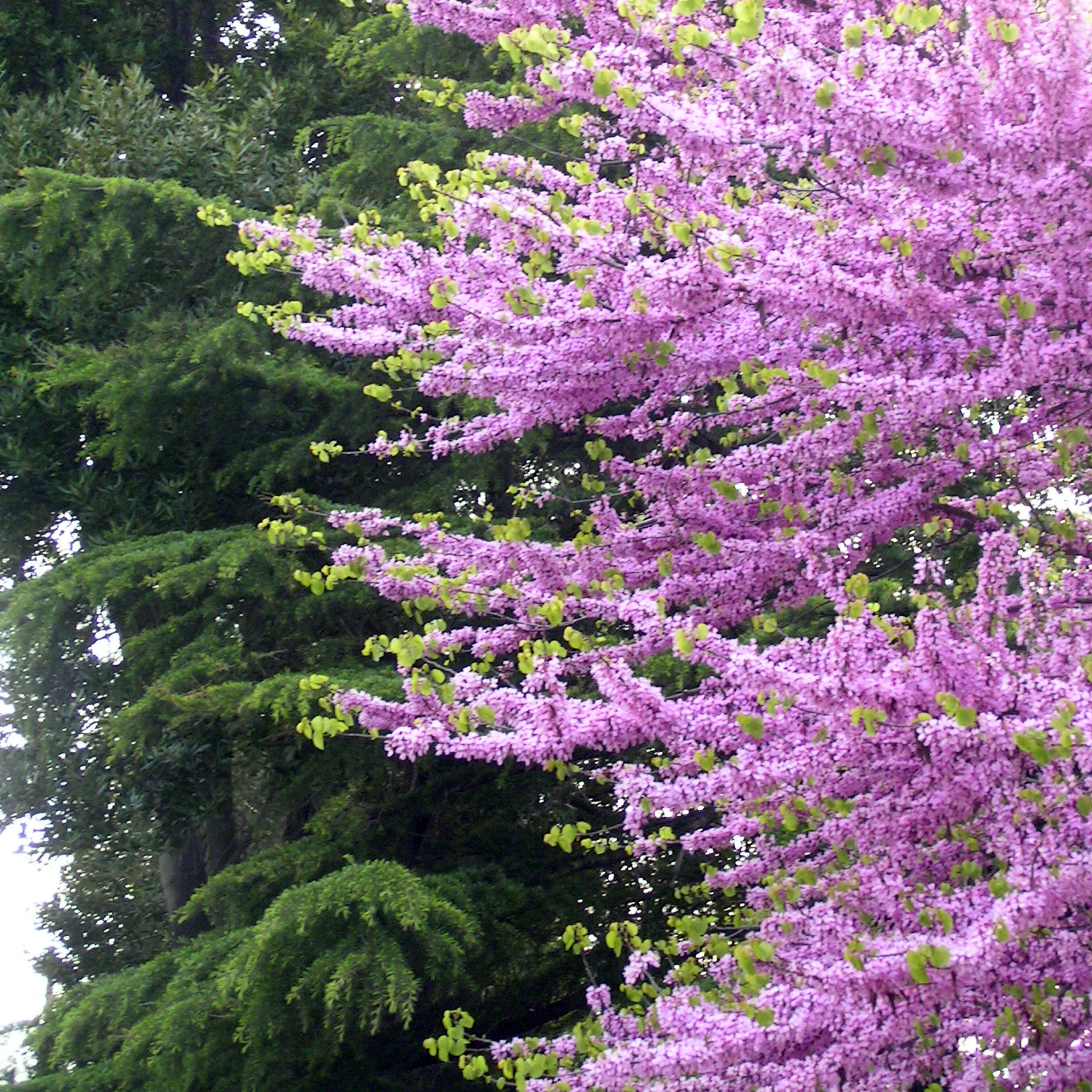 Judas tree : buy Judas tree / Cercis siliquastrum