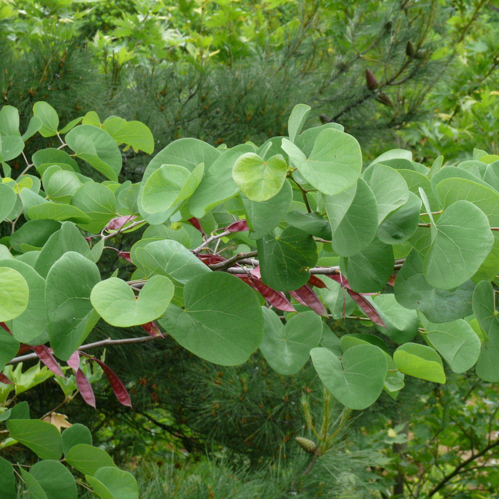 Judas tree : buy Judas tree / Cercis siliquastrum
