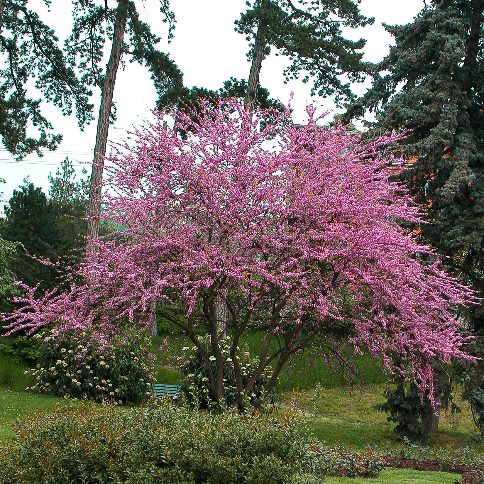 Judas tree : buy Judas tree / Cercis siliquastrum