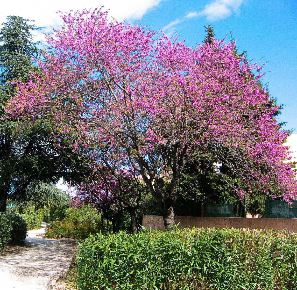 Judas tree : buy Judas tree / Cercis siliquastrum