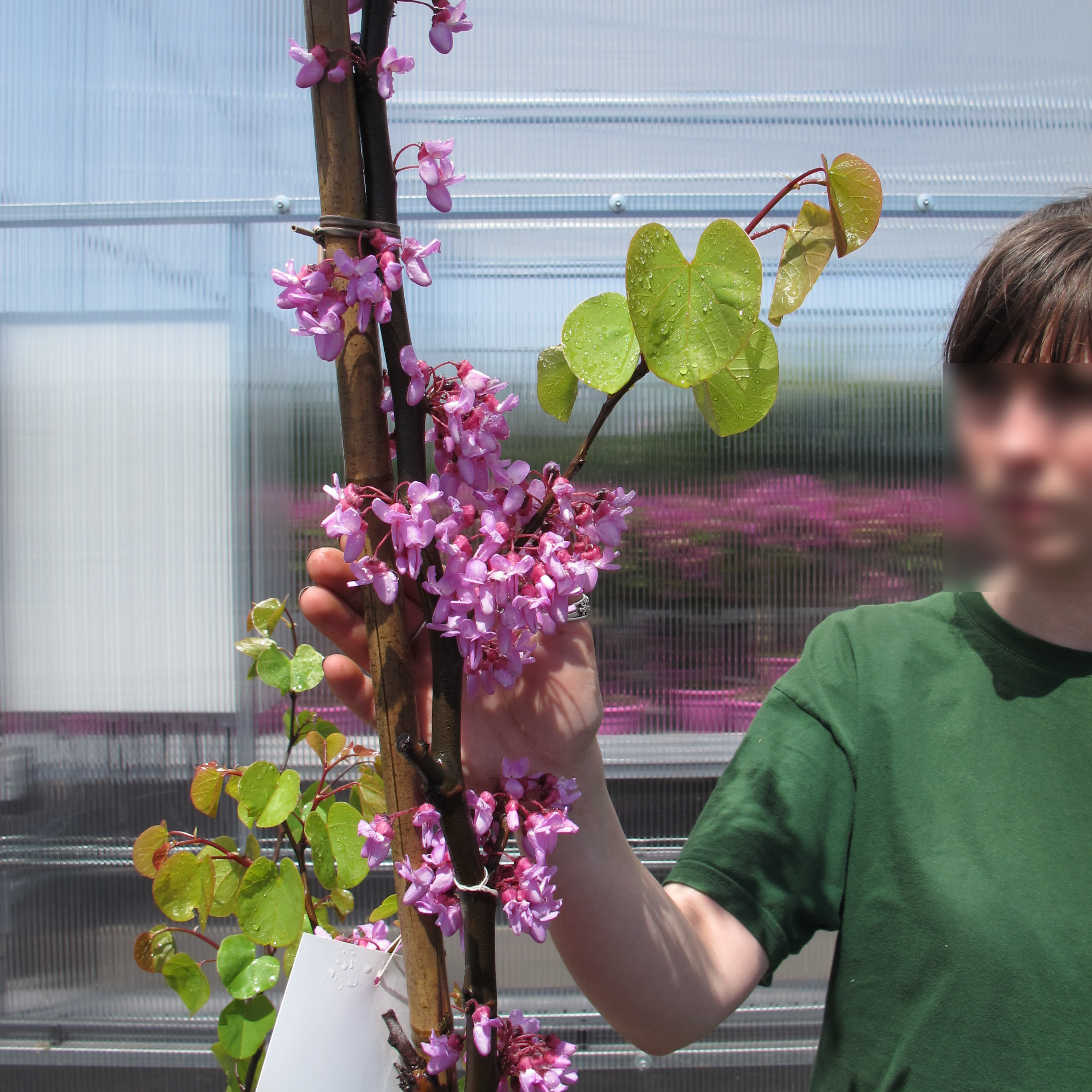 Judas tree : buy Judas tree / Cercis siliquastrum