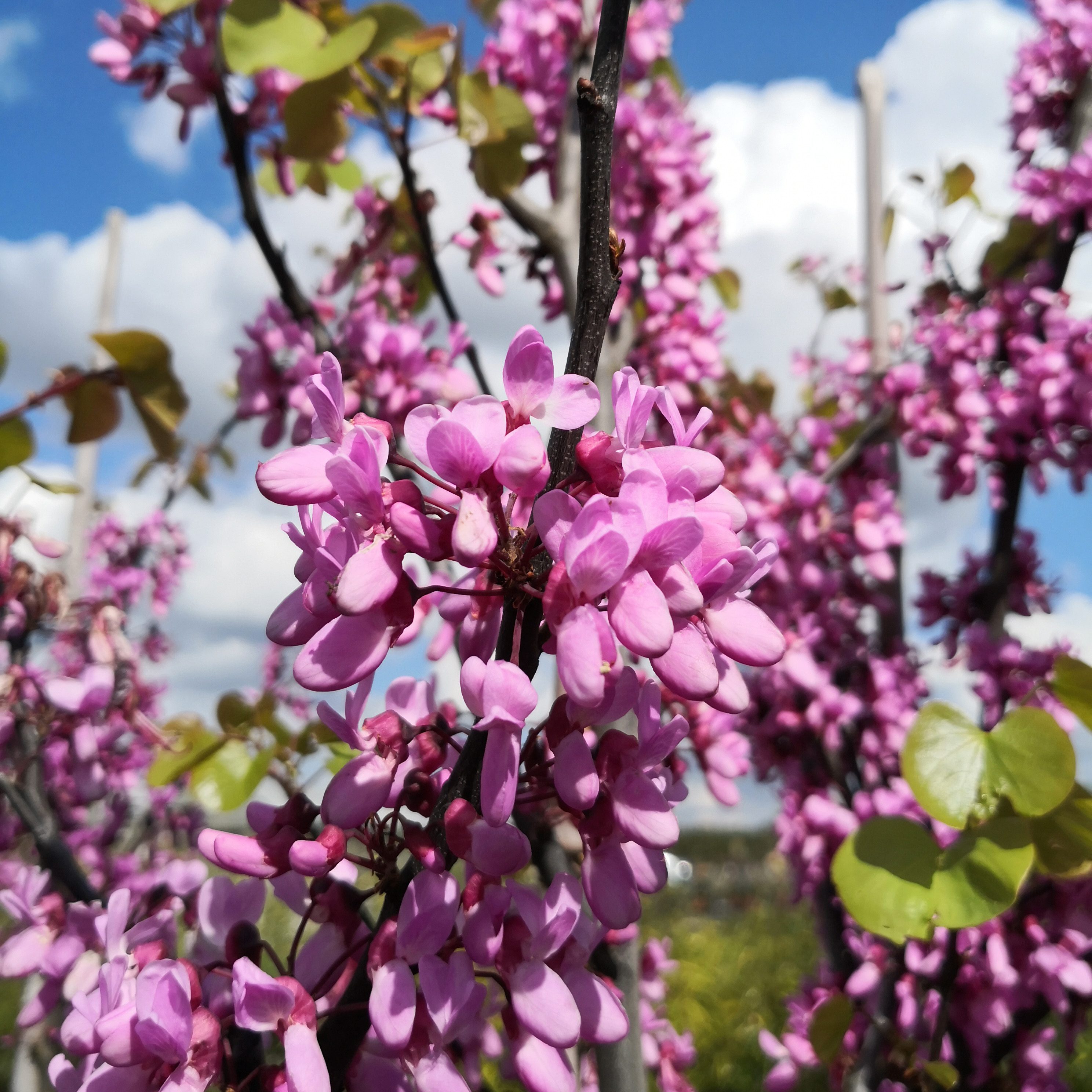 Judas tree : buy Judas tree / Cercis siliquastrum