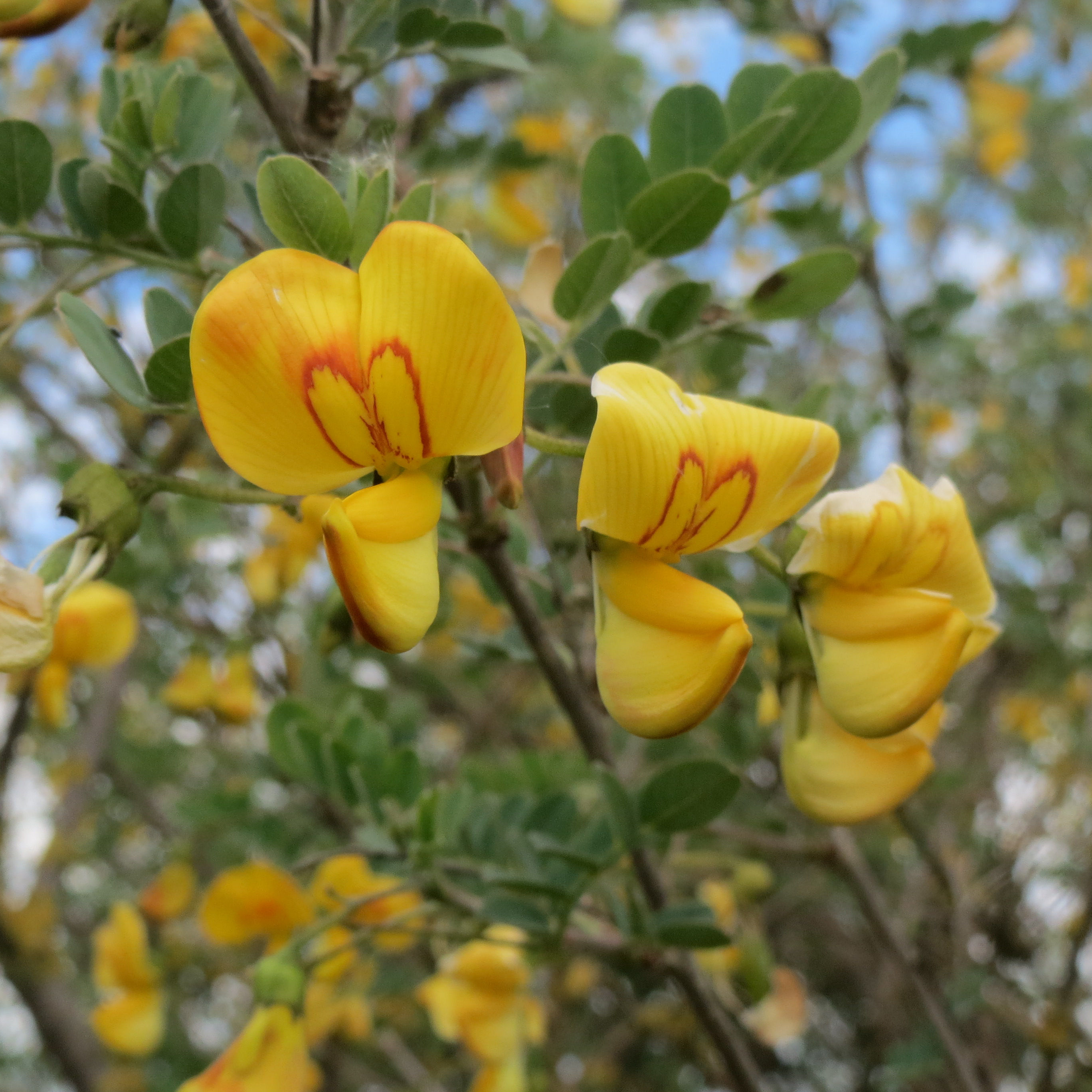 Bladder senna : buy Bladder senna / Colutea arborescens