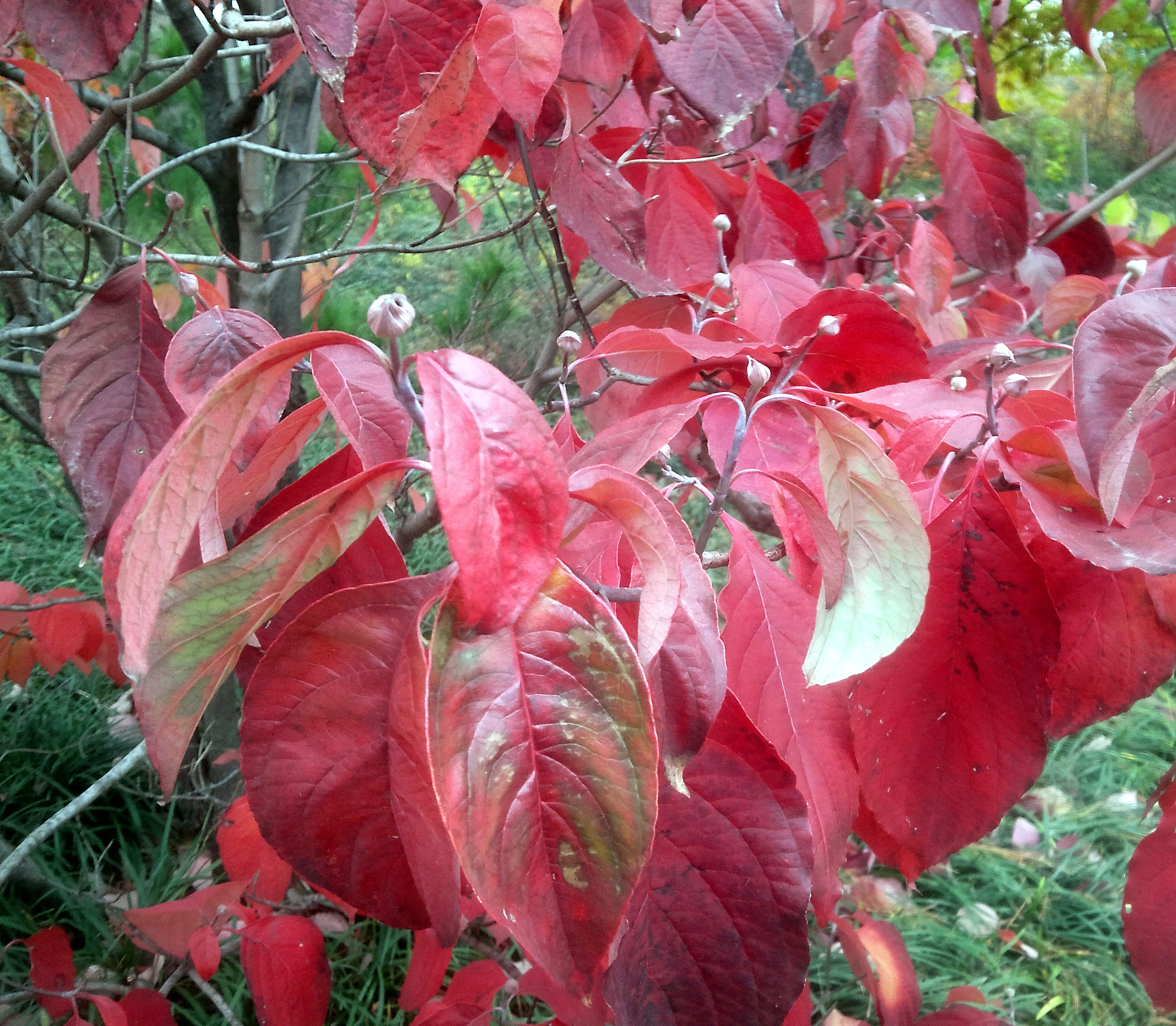 White flowering Japan dogwood : buy White flowering Japan dogwood ...
