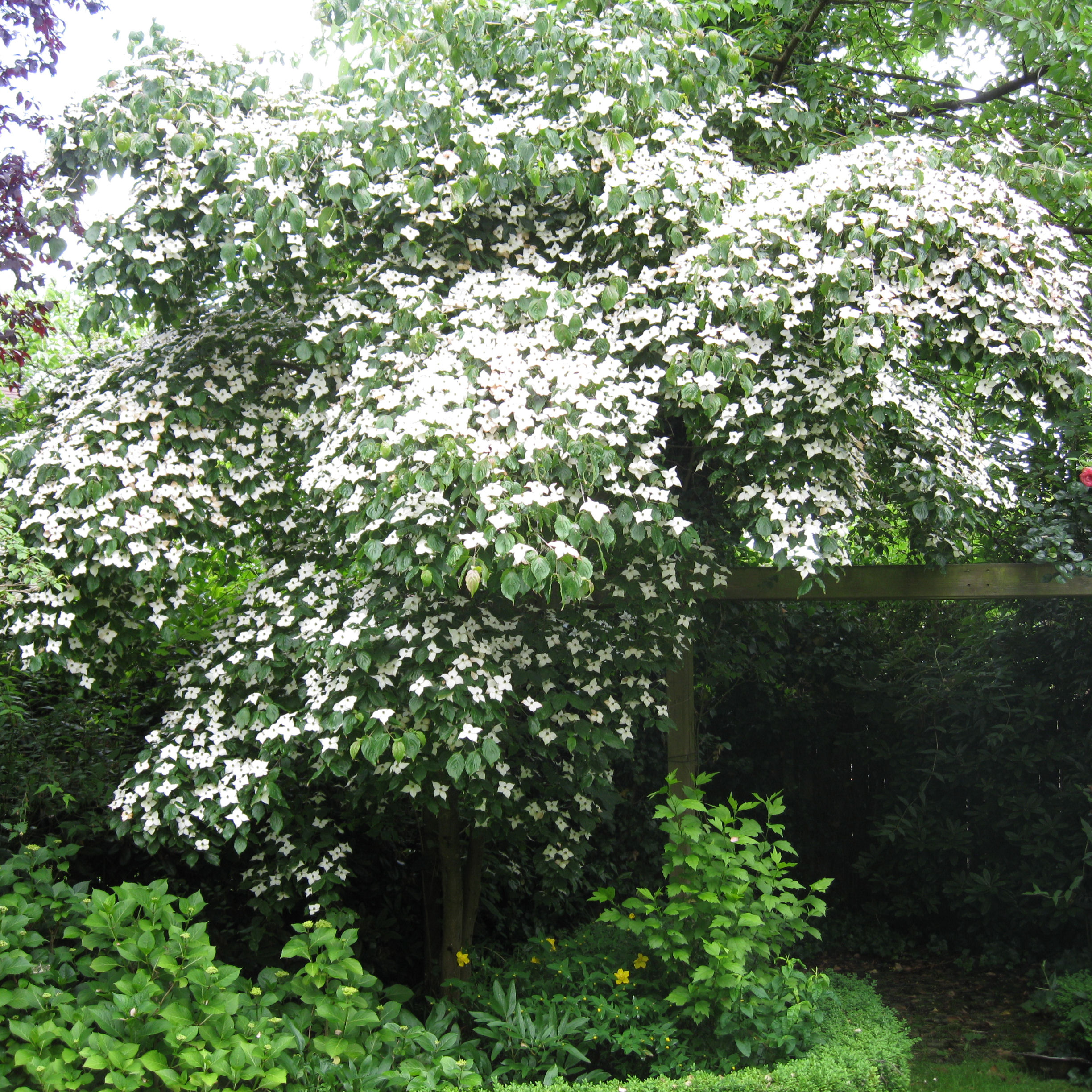 White flowering Japan dogwood : buy White flowering Japan dogwood ...