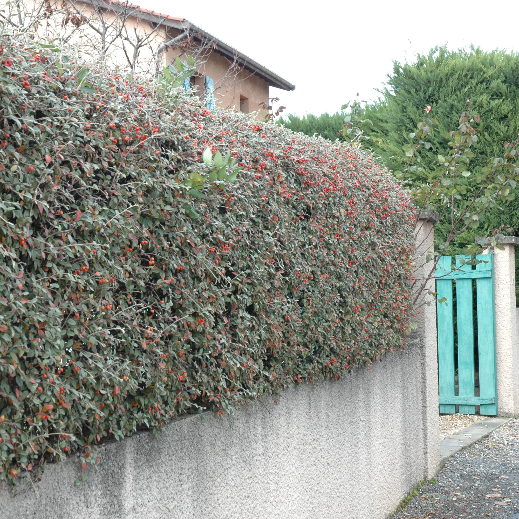 Cotoneaster, Franchetii : buy Cotoneaster, Franchetii / Cotoneaster franchetii