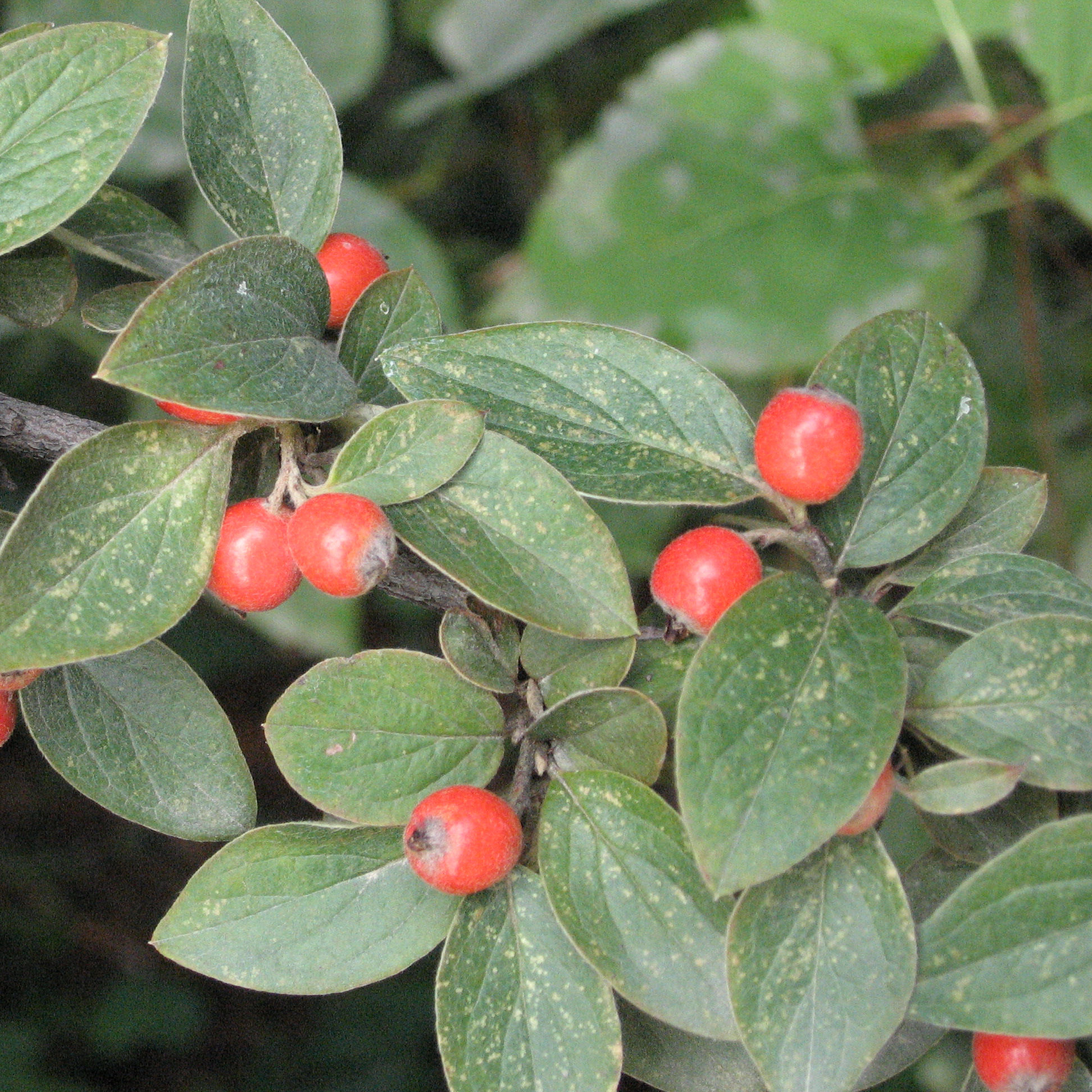 Cotoneaster, Franchetii : buy Cotoneaster, Franchetii / Cotoneaster franchetii