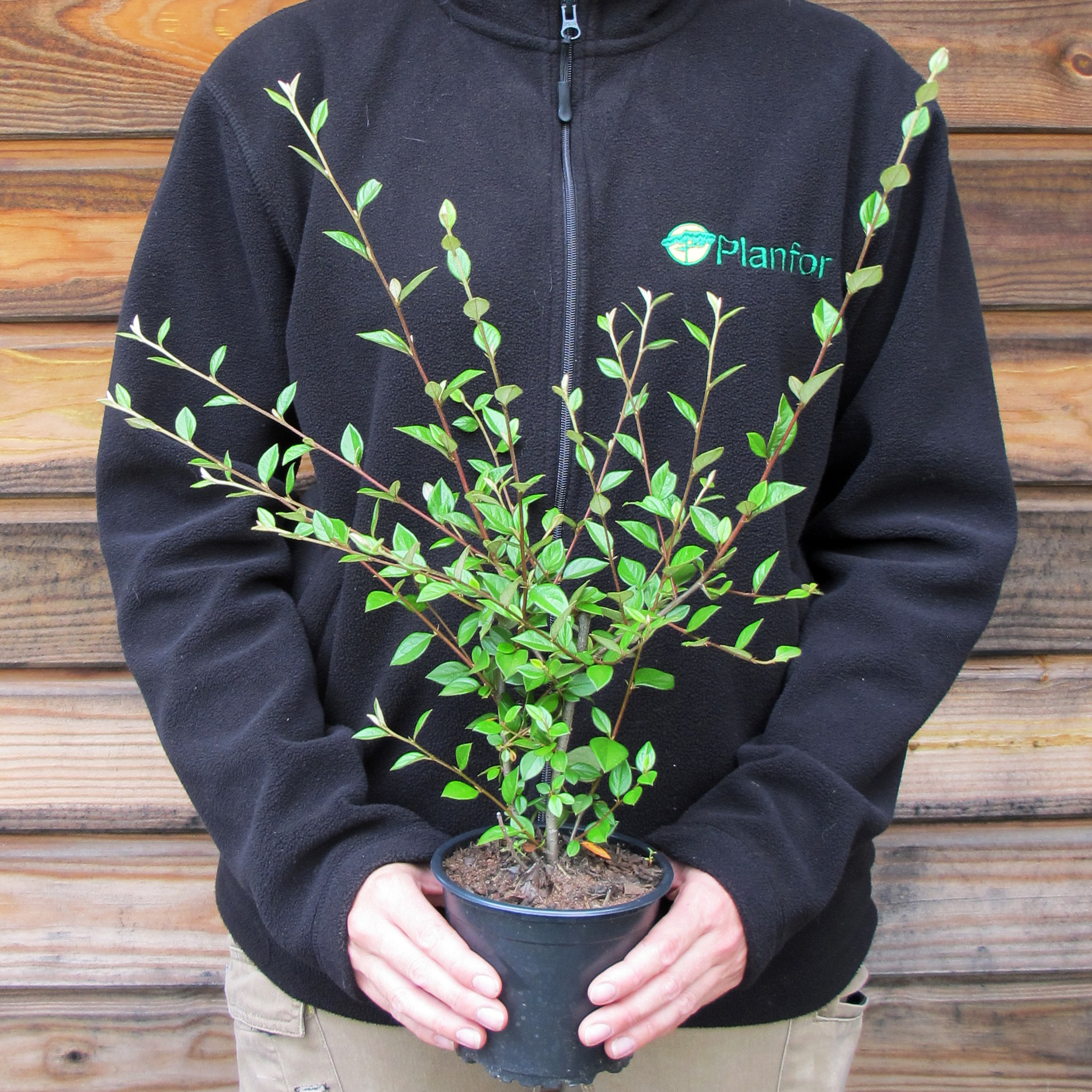 Cotoneaster, Franchetii : buy Cotoneaster, Franchetii / Cotoneaster franchetii