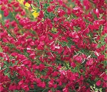 Broom, Scotch 'Boskoop Ruby' : buy Broom, Scotch 'Boskoop Ruby ...