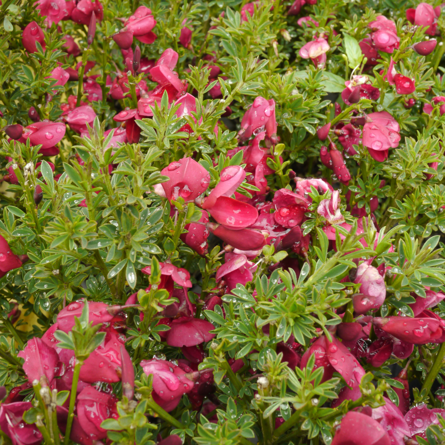 Broom, Scotch 'Boskoop Ruby' : buy Broom, Scotch 'Boskoop Ruby ...