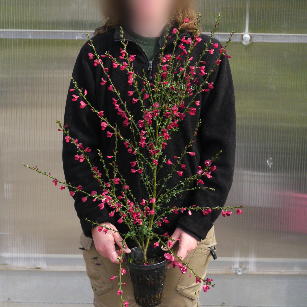 Broom, Scotch 'Boskoop Ruby' : buy Broom, Scotch 'Boskoop Ruby ...