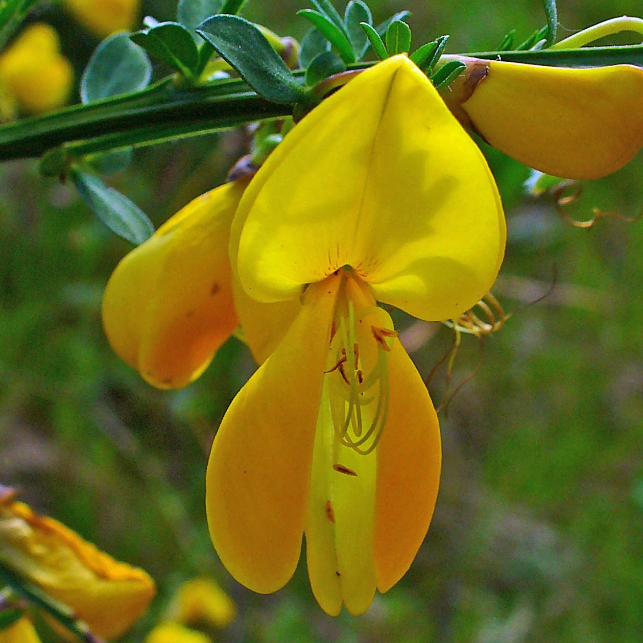 Broom, scotch : buy Broom, scotch / Cytisus scoparius
