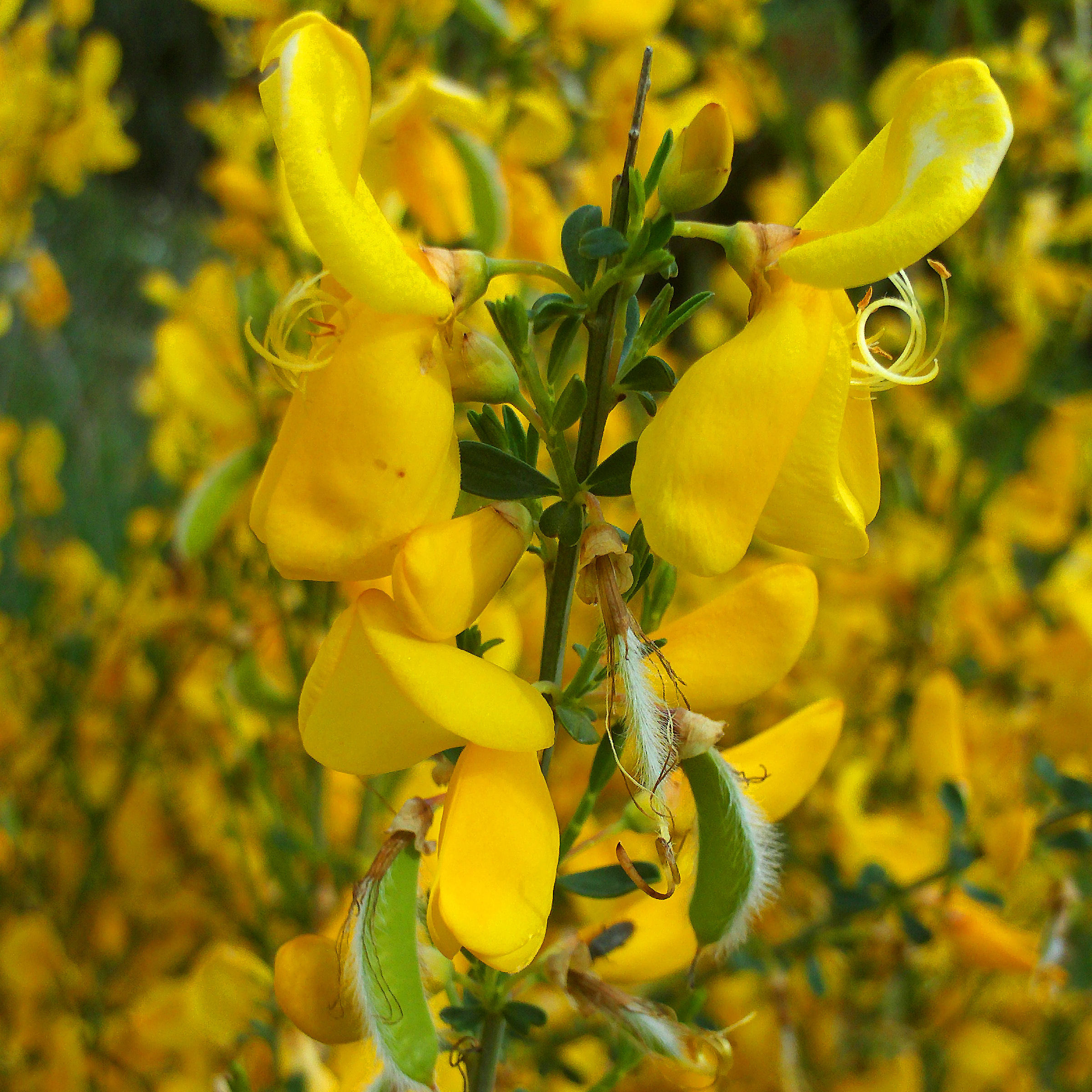 Broom, scotch : buy Broom, scotch / Cytisus scoparius