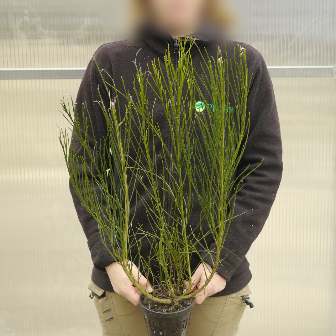 Broom, scotch : buy Broom, scotch / Cytisus scoparius