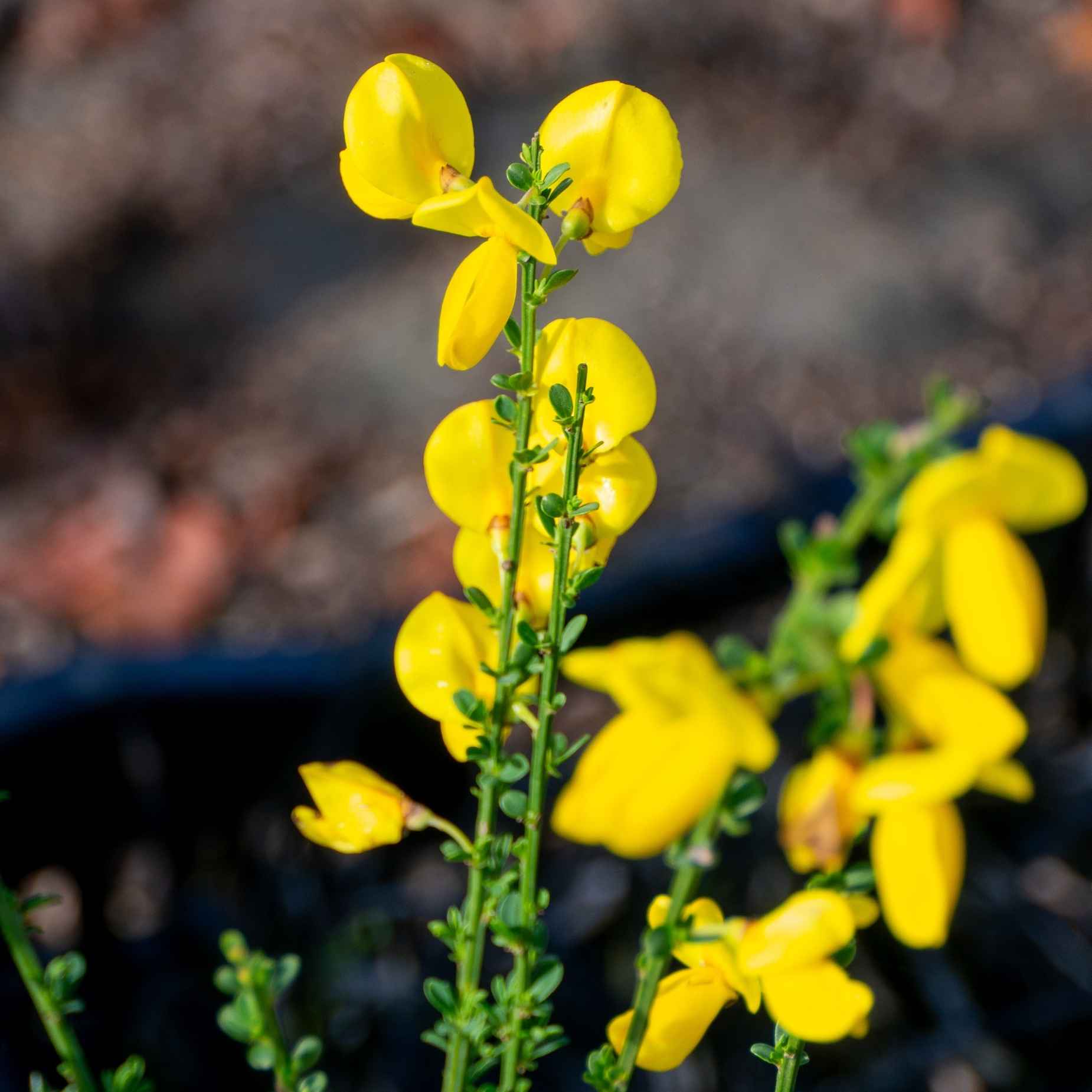 Broom, scotch : buy Broom, scotch / Cytisus scoparius