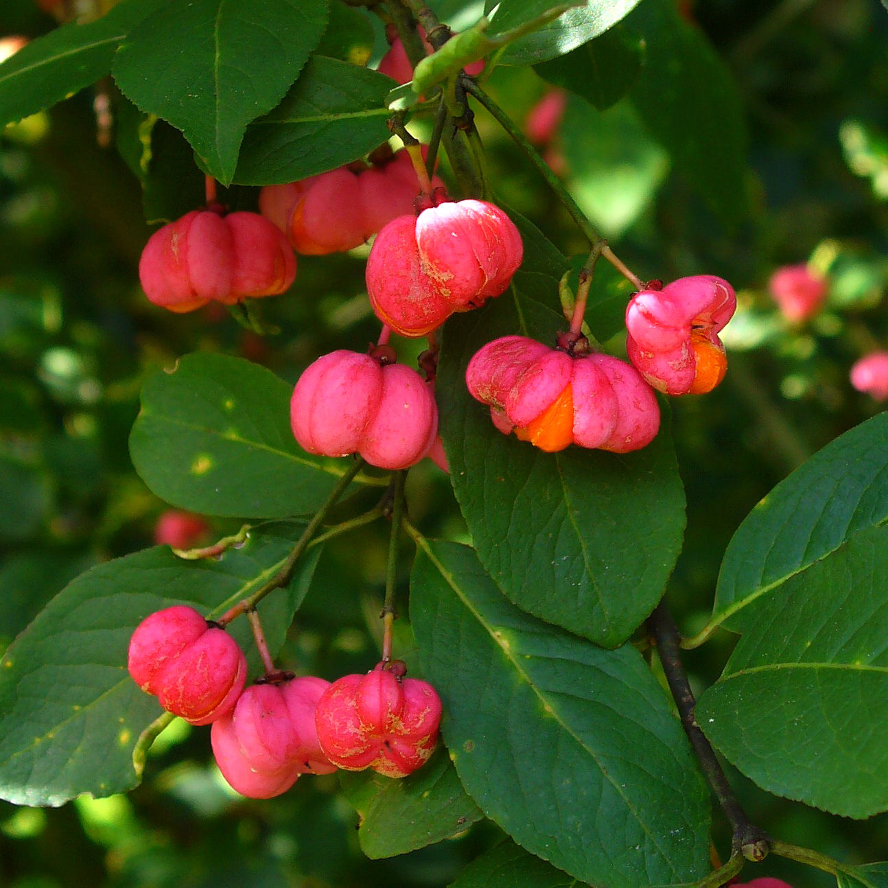 Spindle Tree, European : buy Spindle Tree, European / Euonymus europaeus