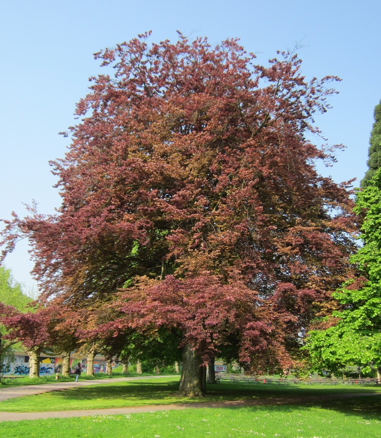 Beech, purple : buy Beech, purple / Fagus sylvatica purpurea