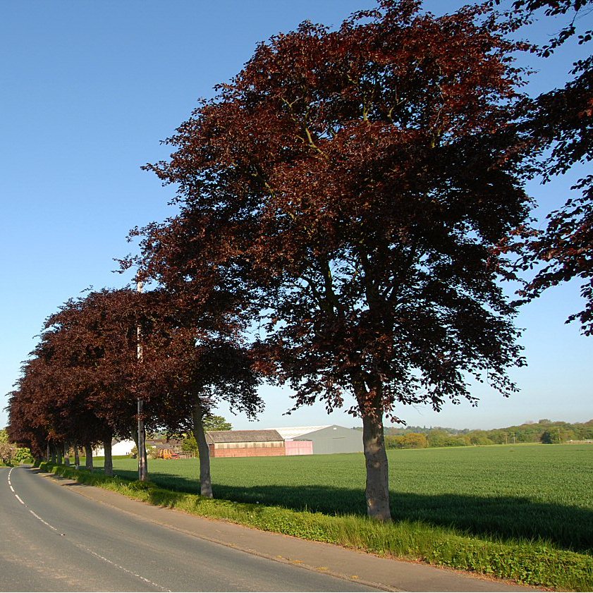 Beech, purple : buy Beech, purple / Fagus sylvatica purpurea