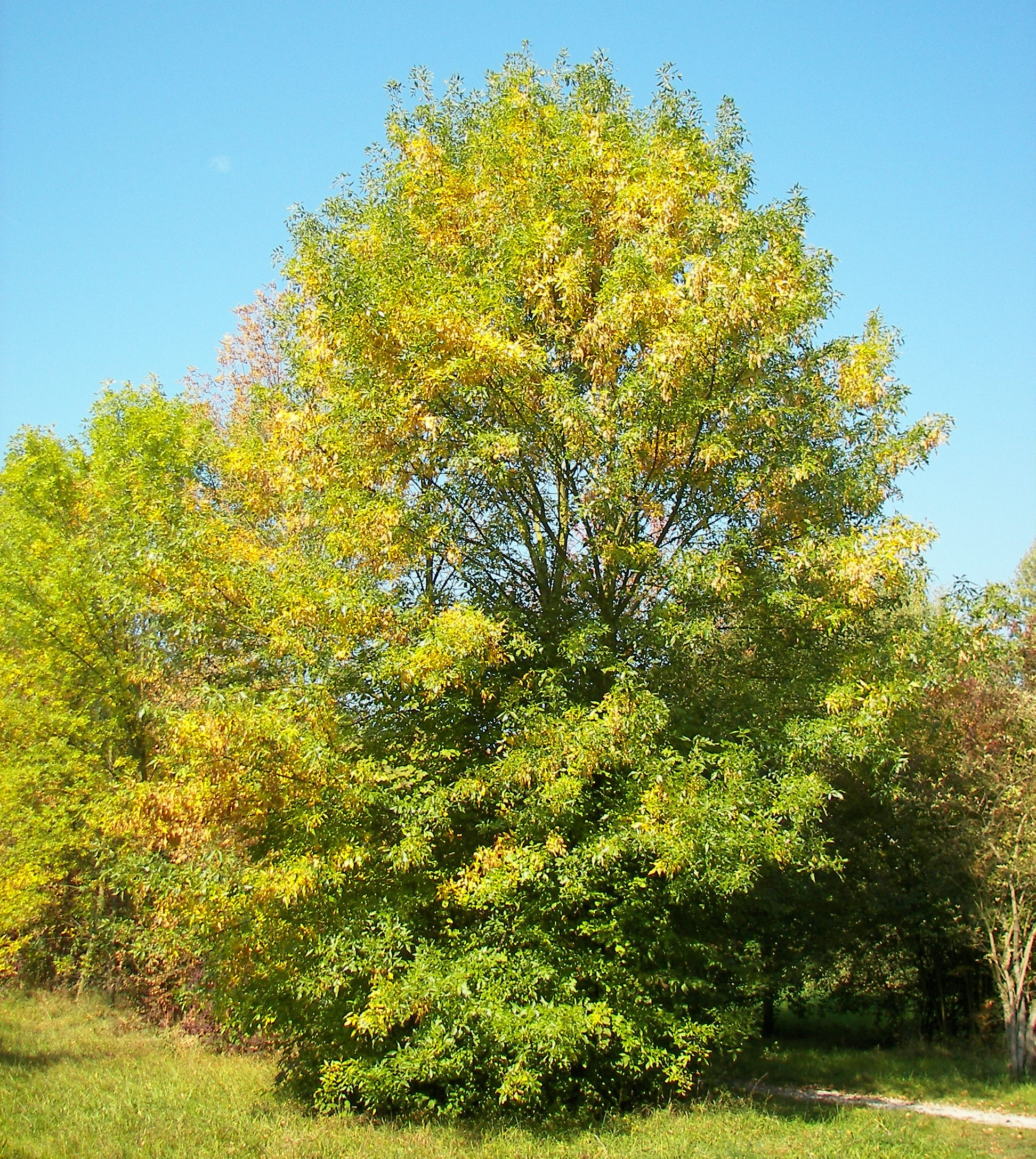 Ash, flowering : buy Ash, flowering / Fraxinus ornus