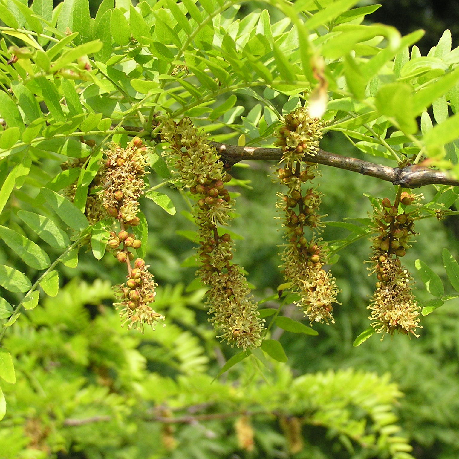 Thornless Honeylocust : buy Thornless Honeylocust / Gleditsia ...