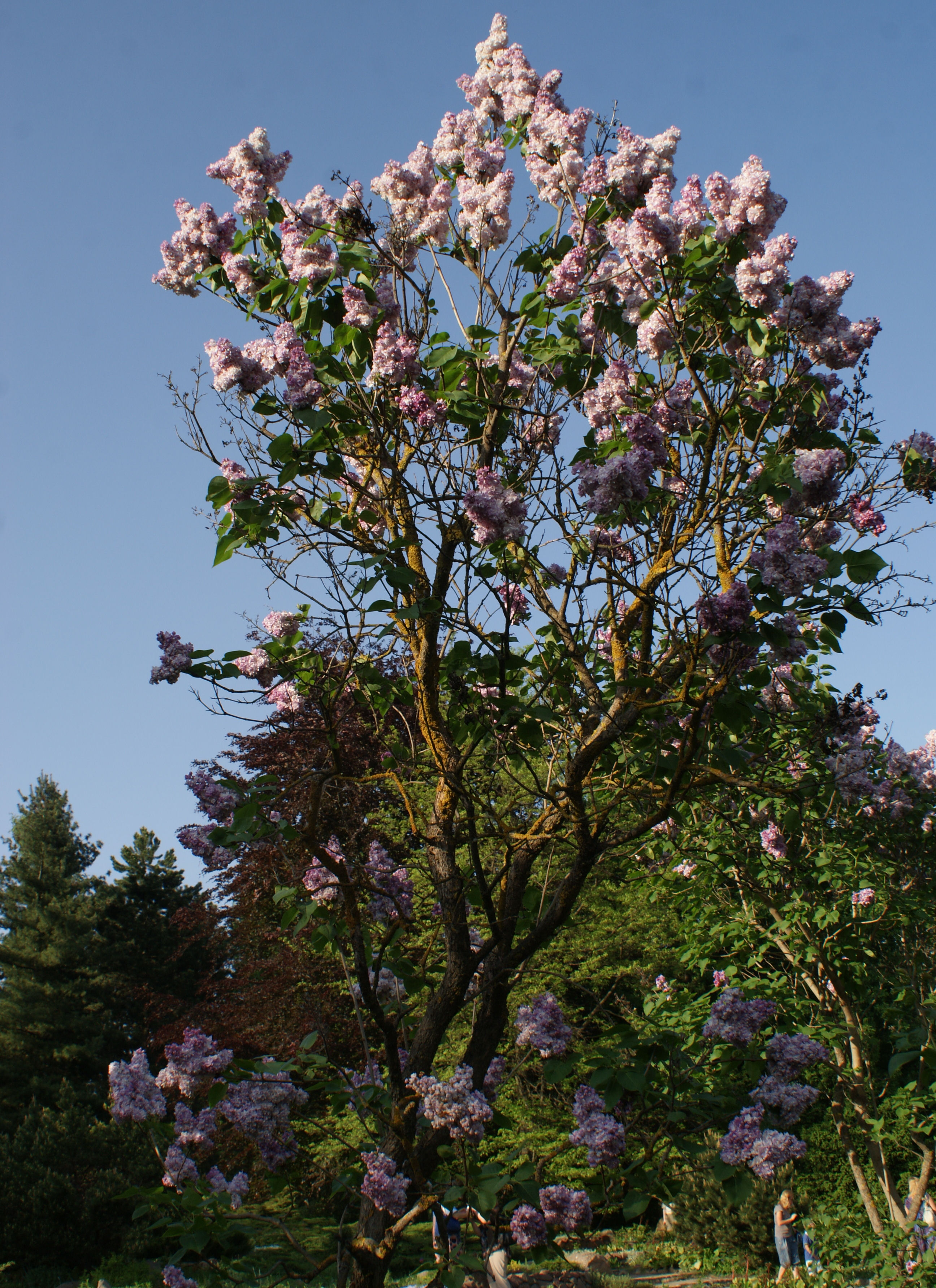 Lilac, common mauve : buy Lilac, common mauve / Syringa vulgaris malva