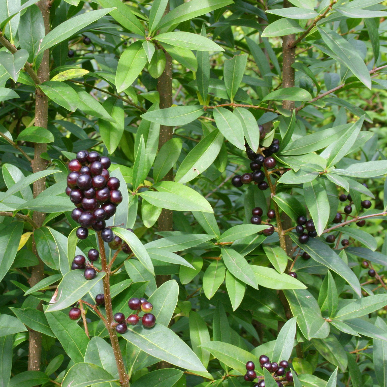 Privet, common : buy Privet, common / Ligustrum vulgare