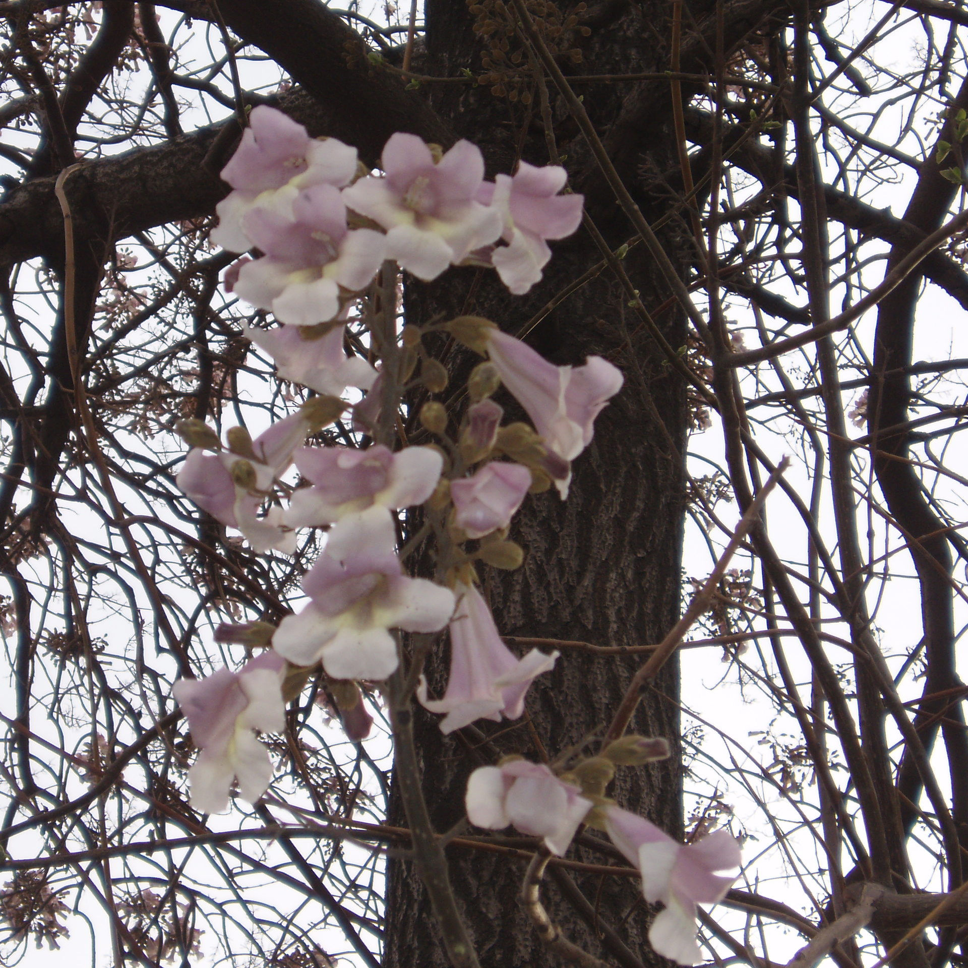 Princess tree : buy Princess tree / Paulownia tomentosa