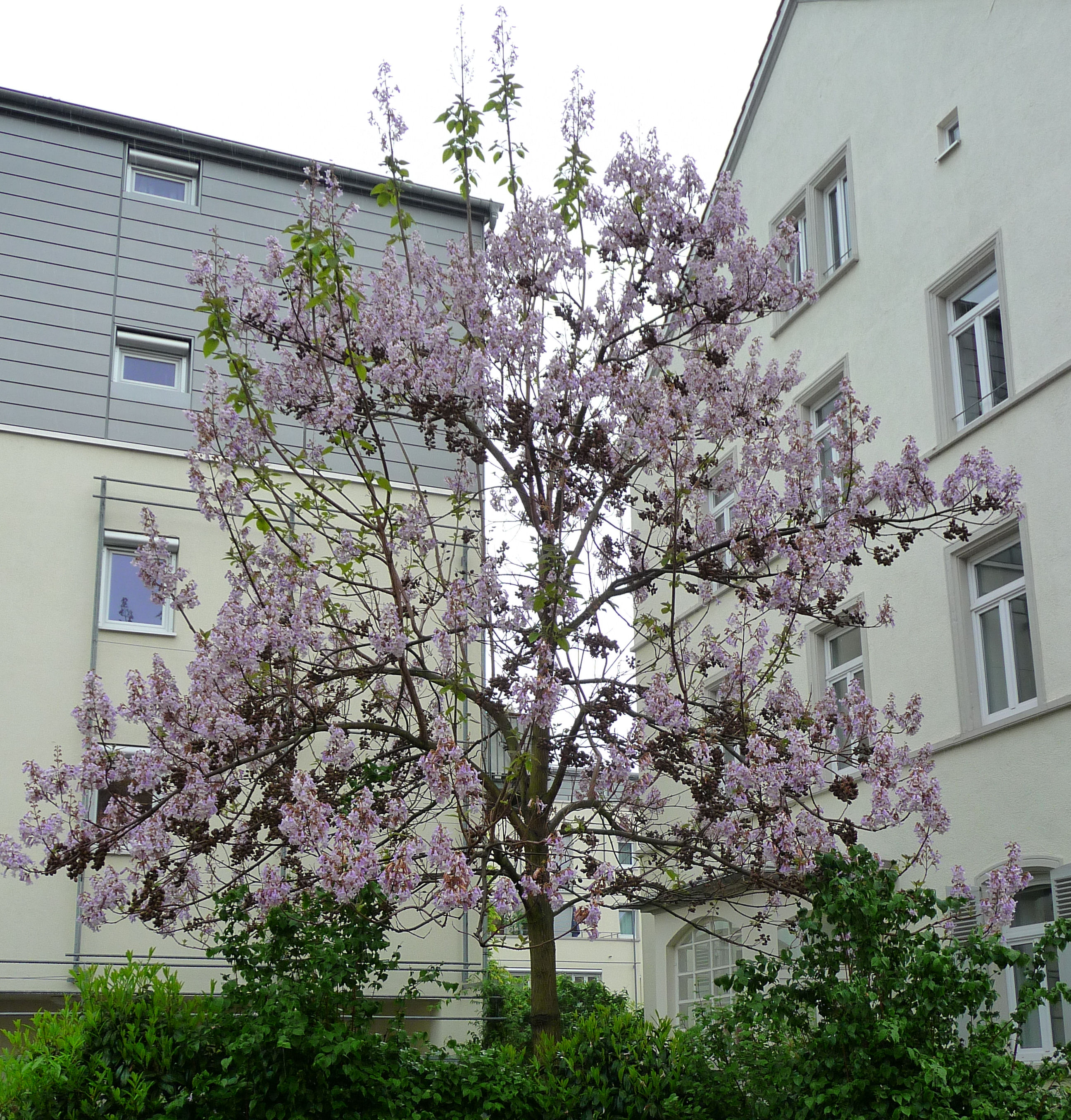Princess tree : buy Princess tree / Paulownia tomentosa