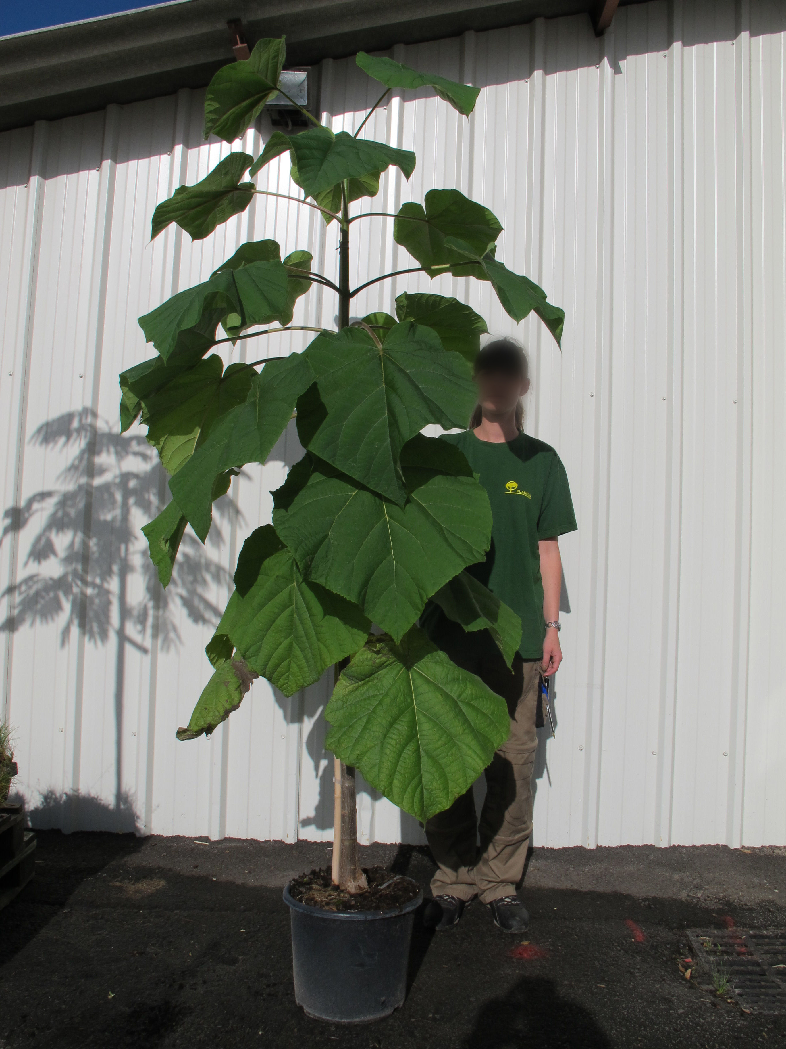 Princess tree : buy Princess tree / Paulownia tomentosa