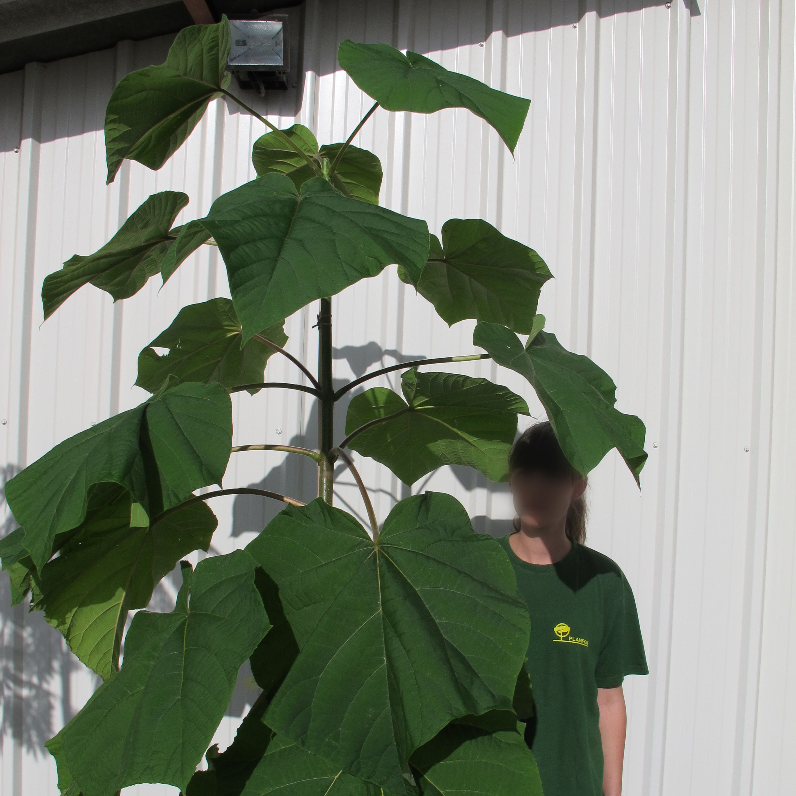 Princess tree : buy Princess tree / Paulownia tomentosa
